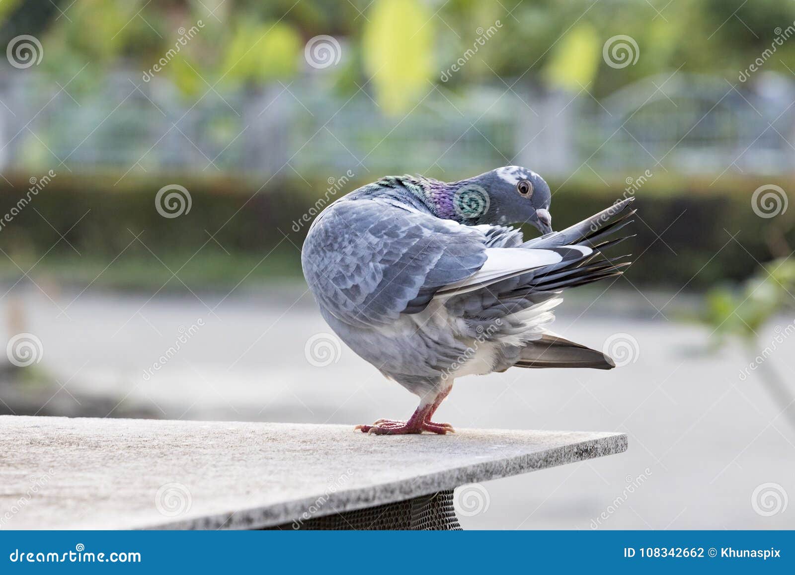 Homing Pigeon Bird Preening Feather in Park Stock Photo - Image of ...