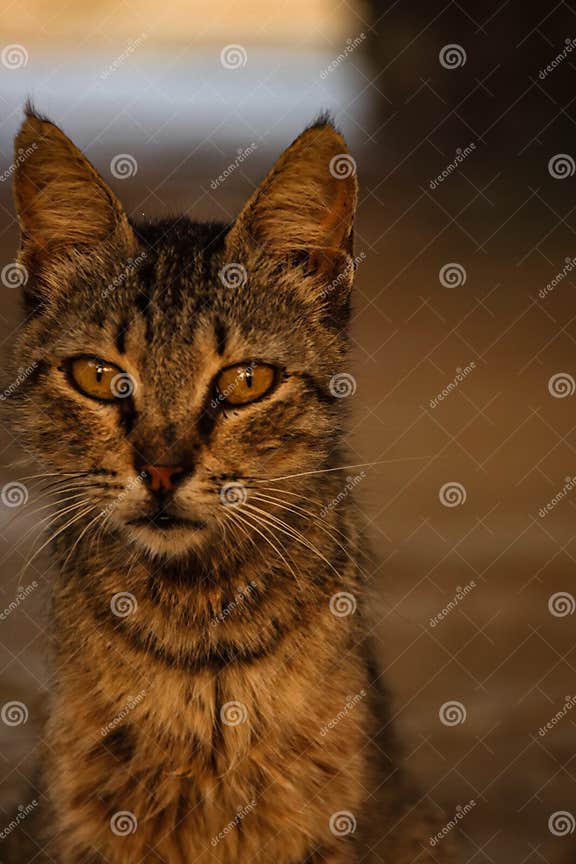 Homless cat stock image. Image of moustache, homless - 160993233