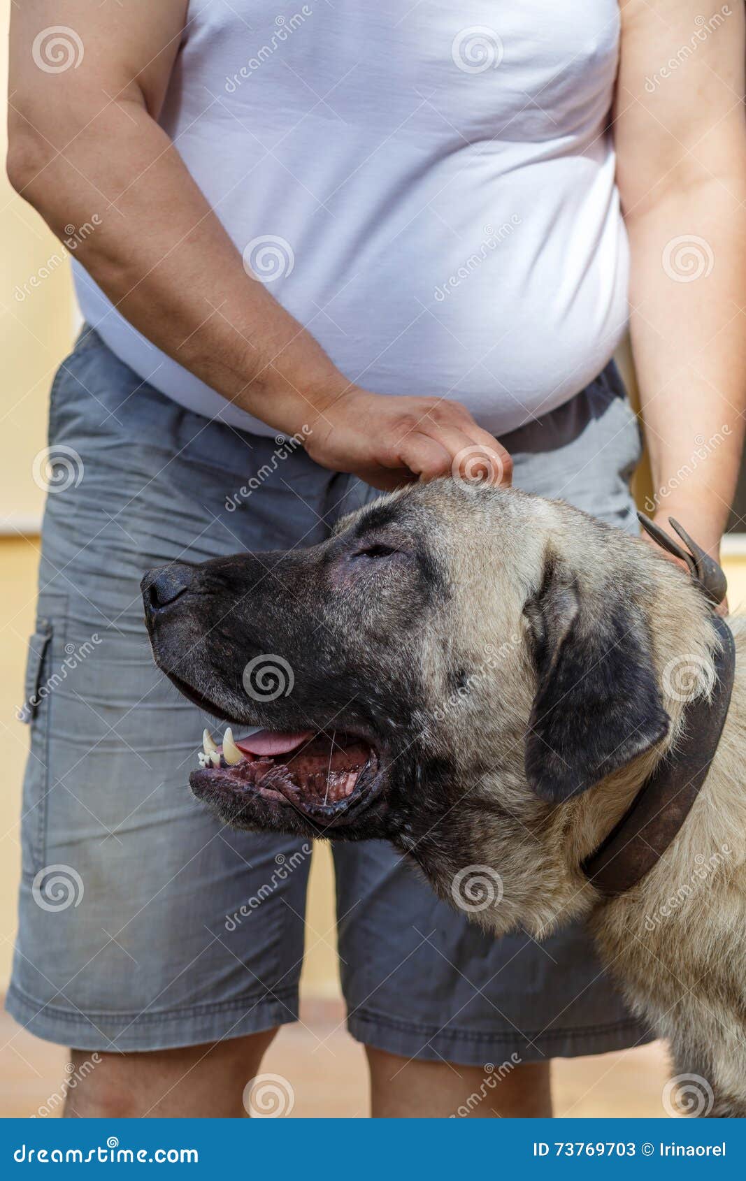 Homme et kangal turc image stock. Image du animal, berger - 73769703