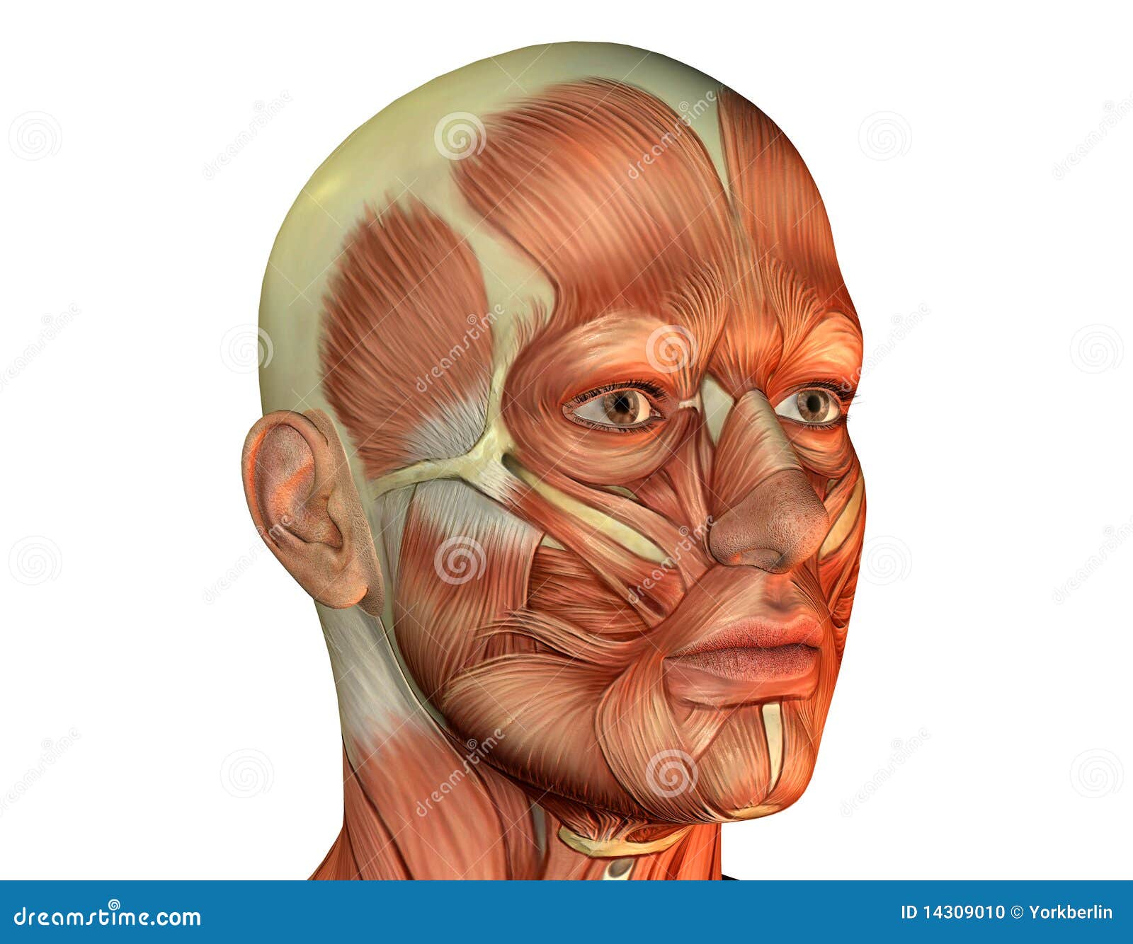 Homme principal de muscle illustration stock. Illustration du rendu ...