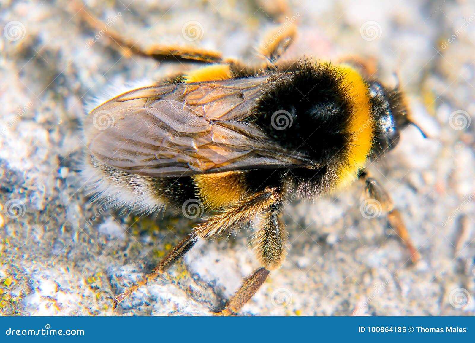 Hommel stock afbeelding. Image of nectar, vliegen, harig - 100864185