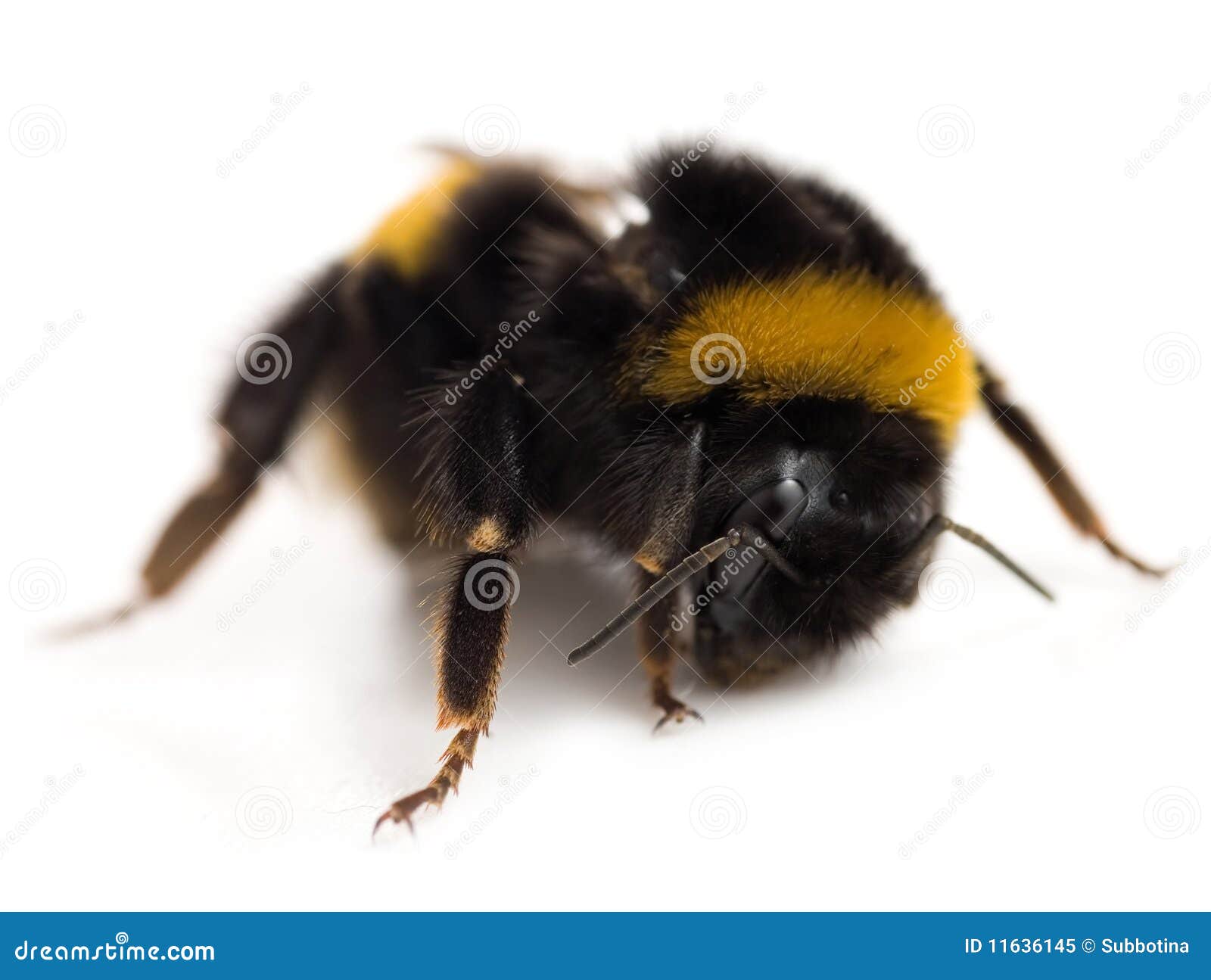 Hommel stock afbeelding. Image of groot, kerel, leuk - 11636145