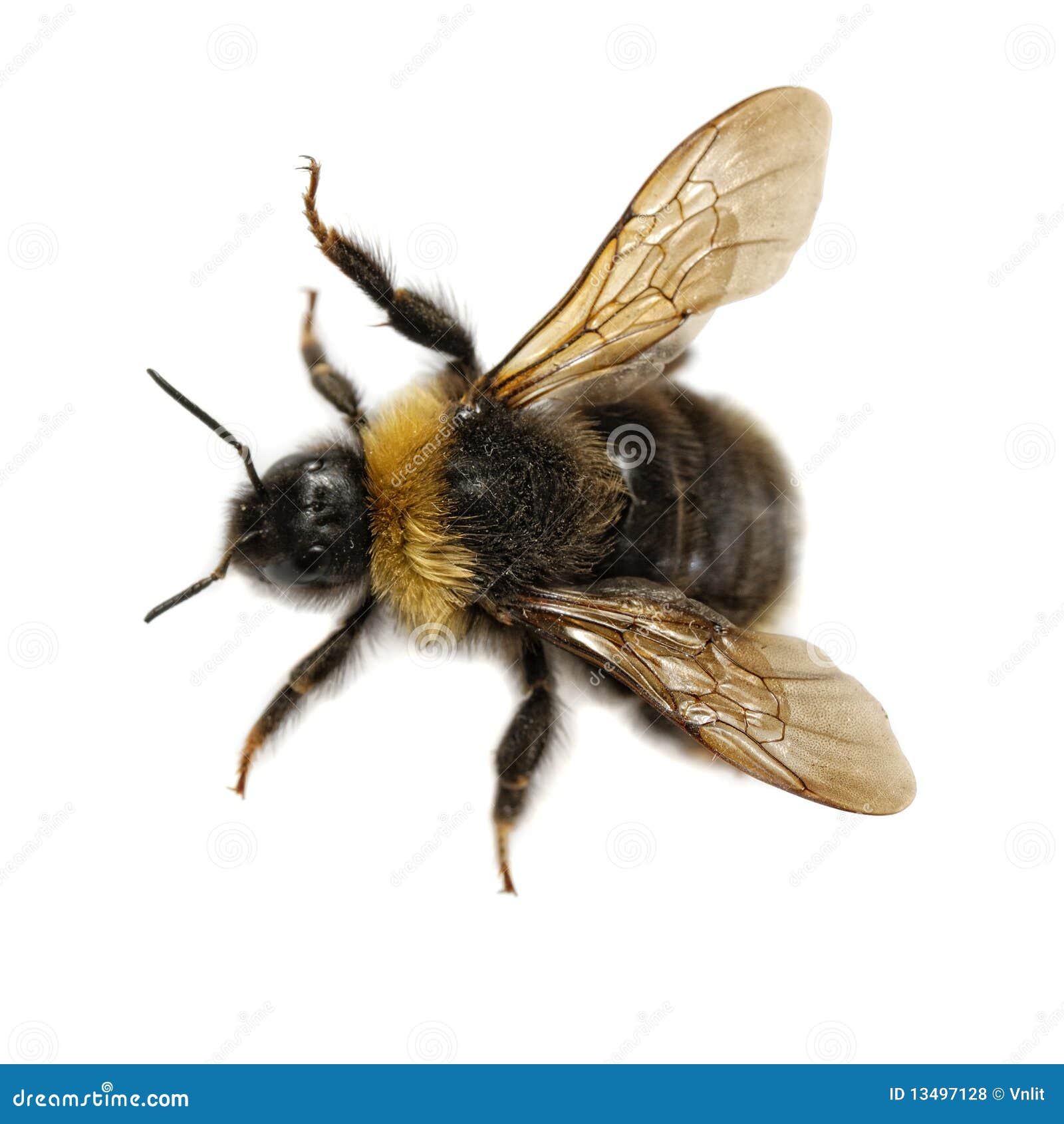 Hommel stock foto. Image of organisme, buik, lichaam - 13497128