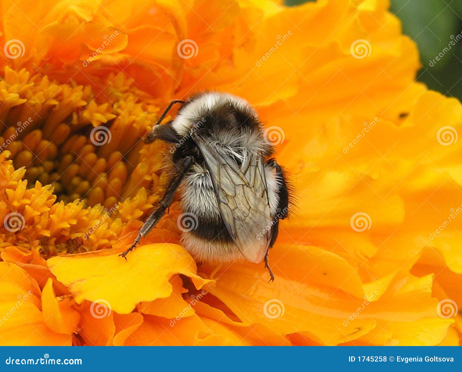 Hommel stock foto. Image of pluizig, bloem, sinaasappel - 1745258
