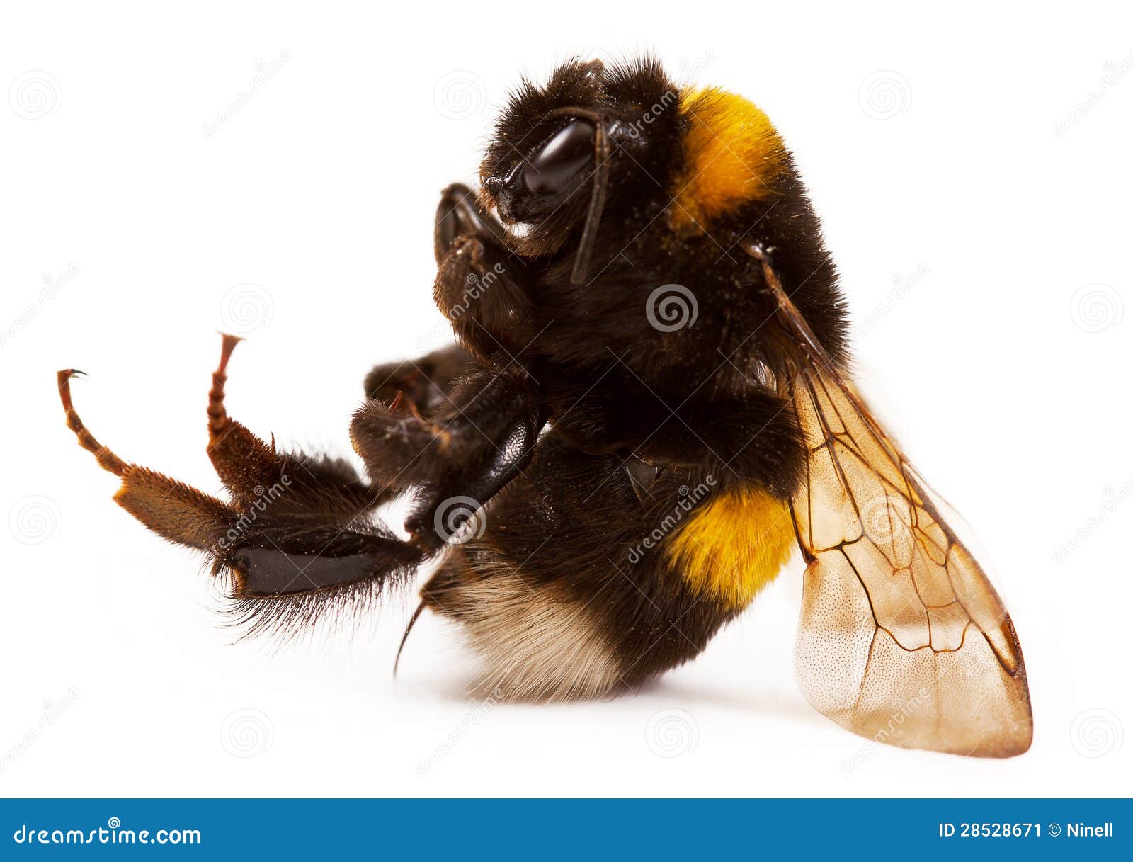 Hommel stock afbeelding. Image of pluizig, hoorntje, hoofd - 28528671