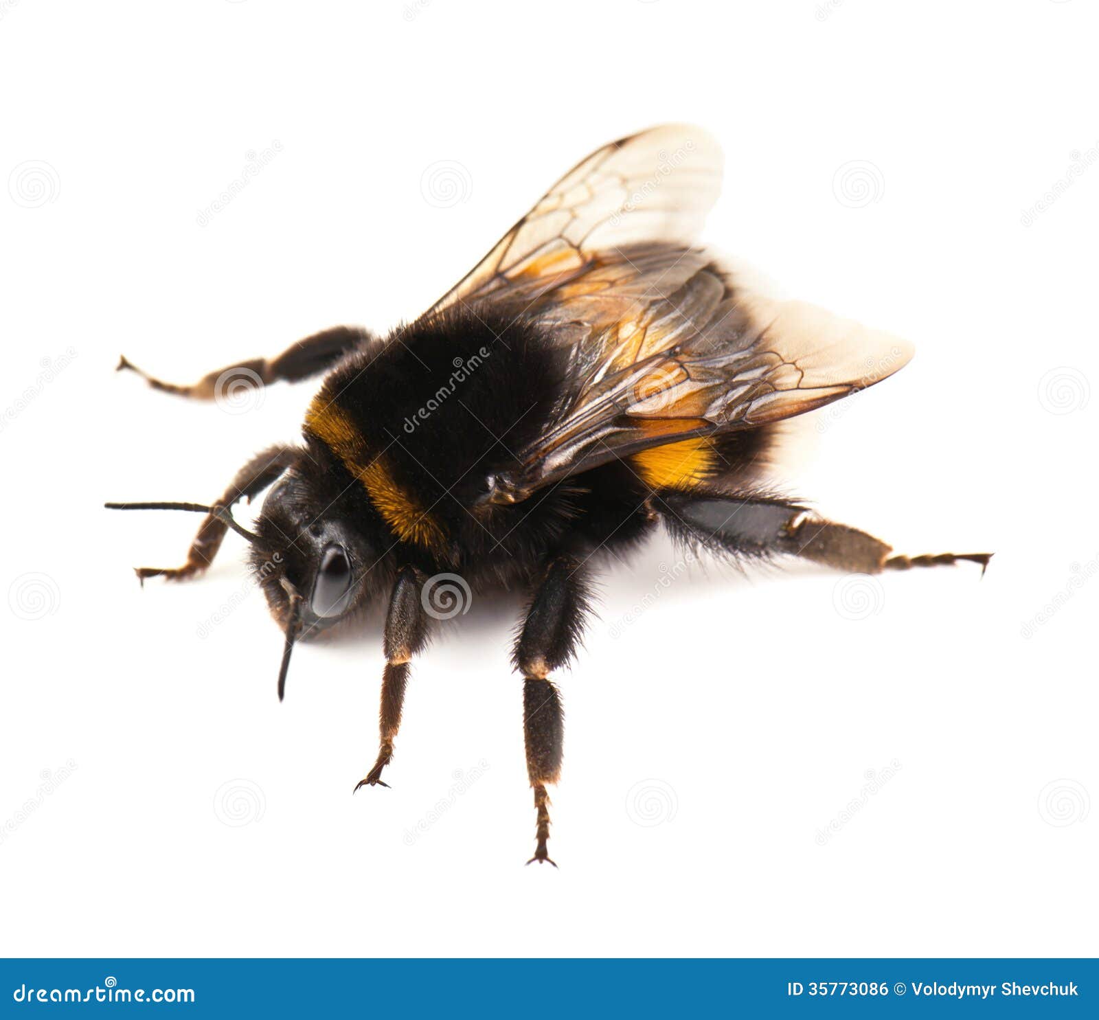 Hommel stock foto. Image of één, geschiktheid, vlieg - 35773086