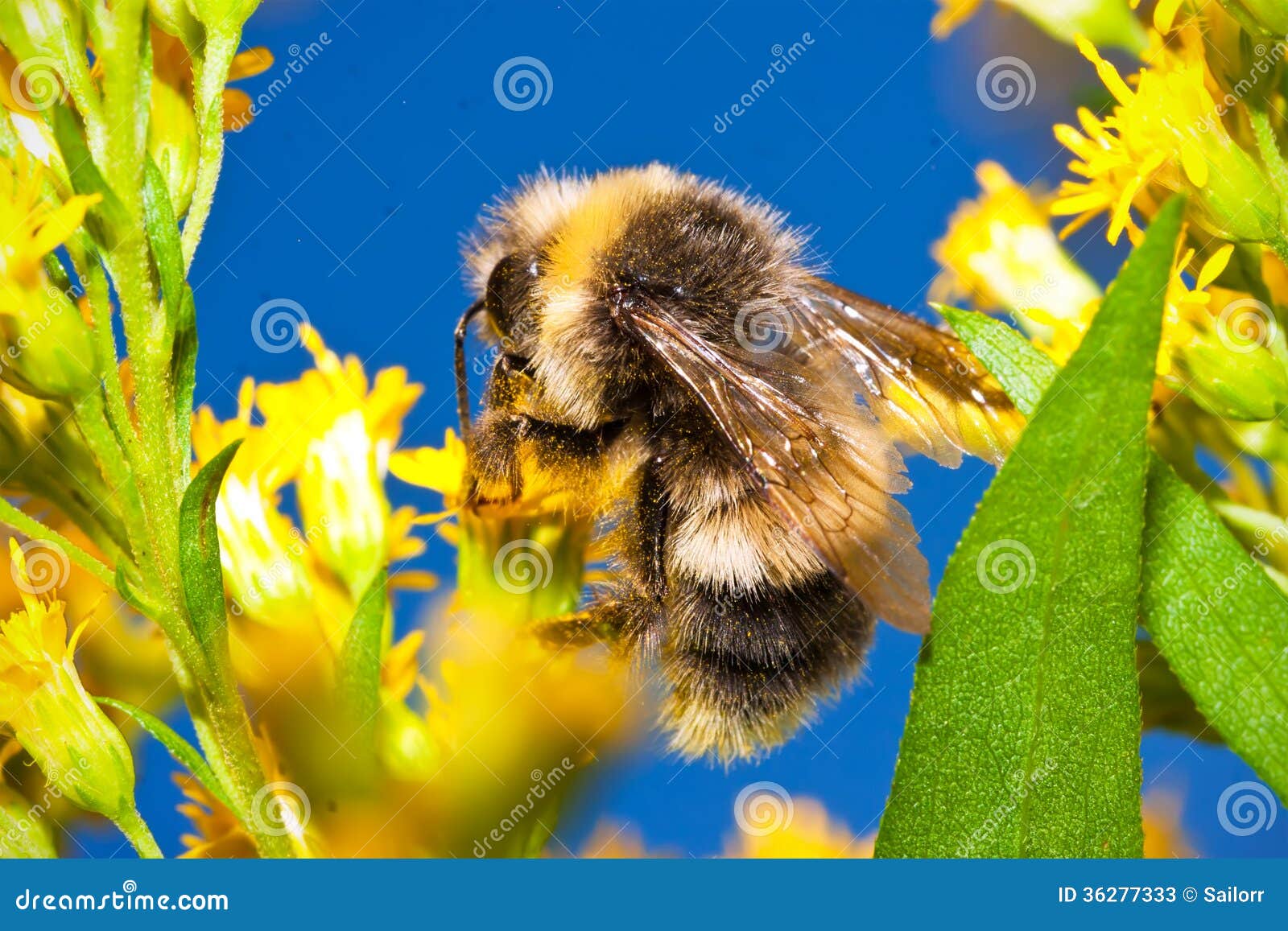 Hommel stock afbeelding. Image of vleugels, vlieg, zwart - 36277333