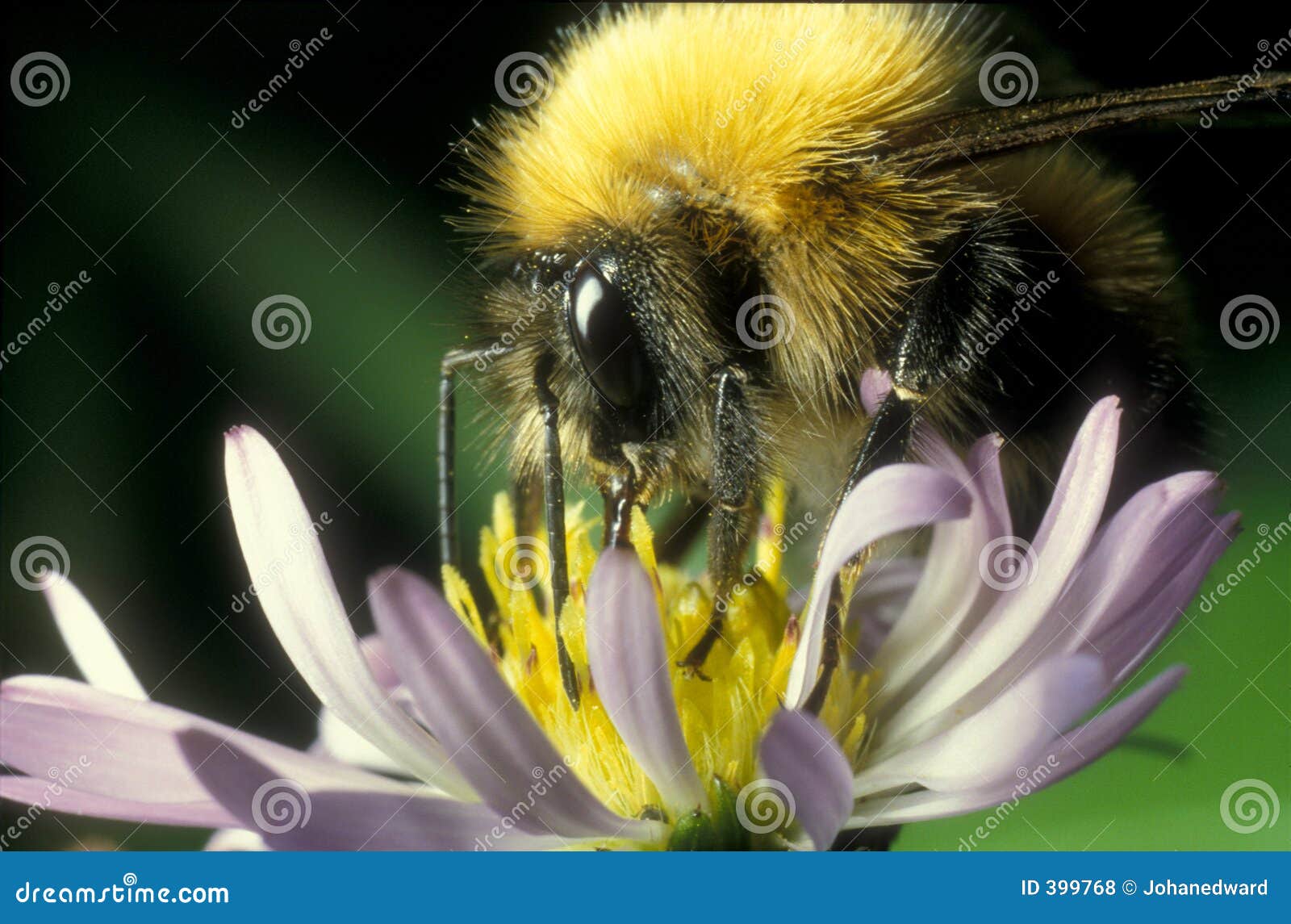 Hommel stock foto. Image of zonneschijn, nectar, bezig - 399768