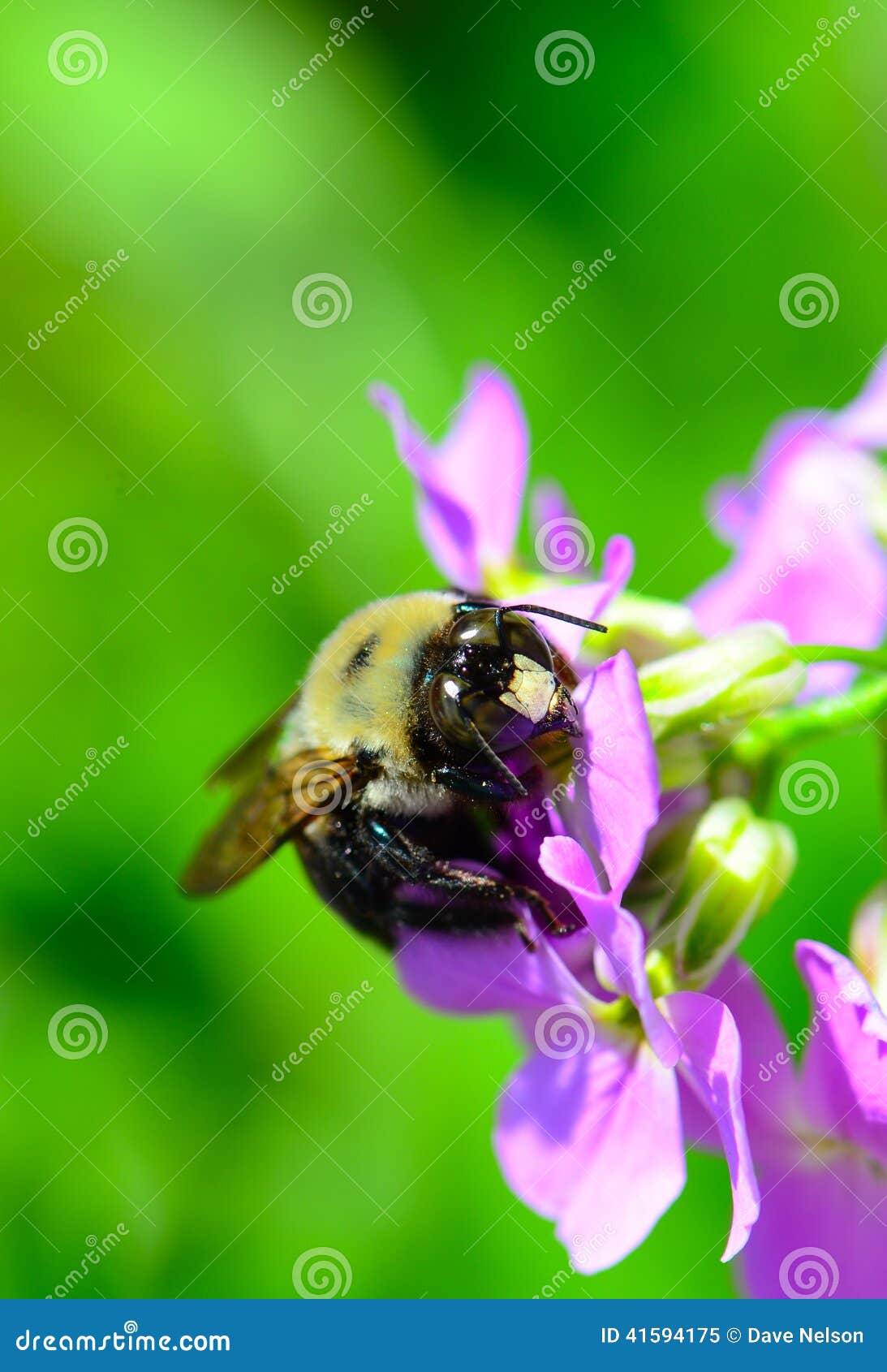 Hommel stock afbeelding. Image of bloem, rust, hommel - 41594175