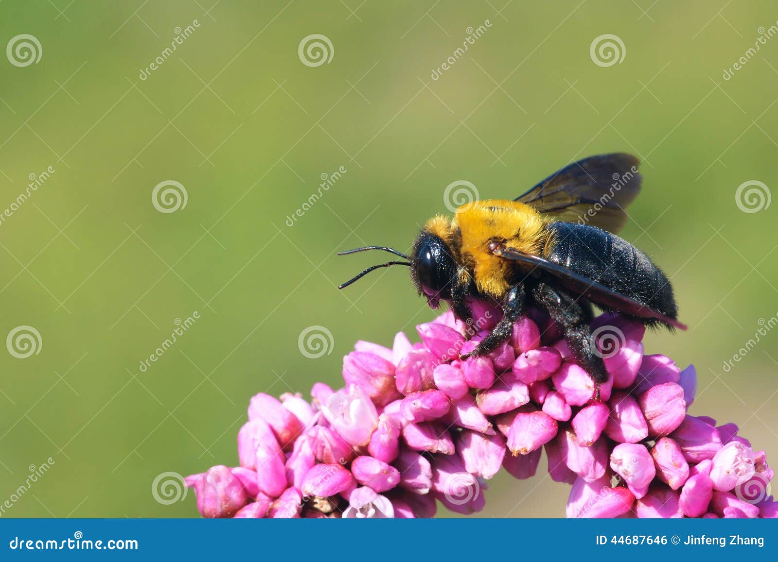 Hommel stock foto. Image of dier, insecten, bloemen, zwart - 44687646