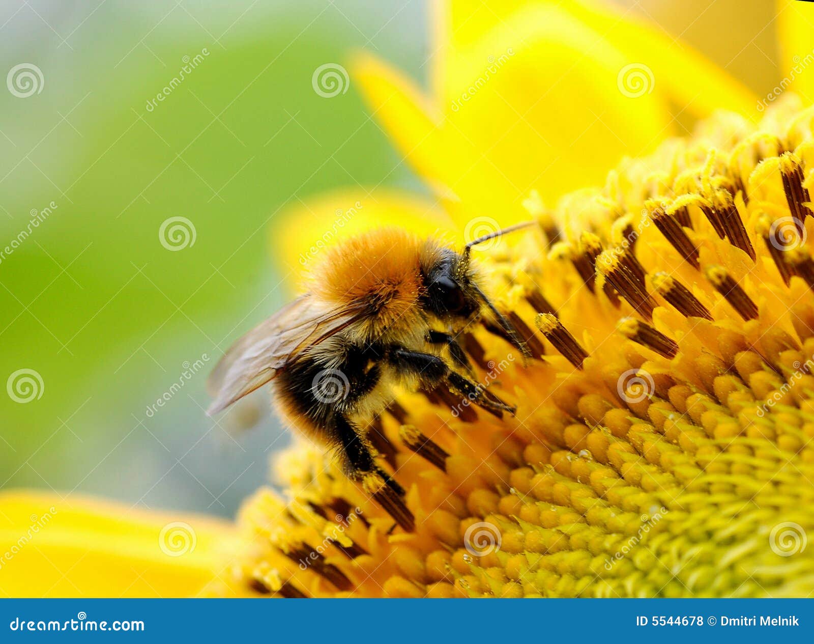 Hommel stock foto. Image of streep, honing, macro, lente - 5544678