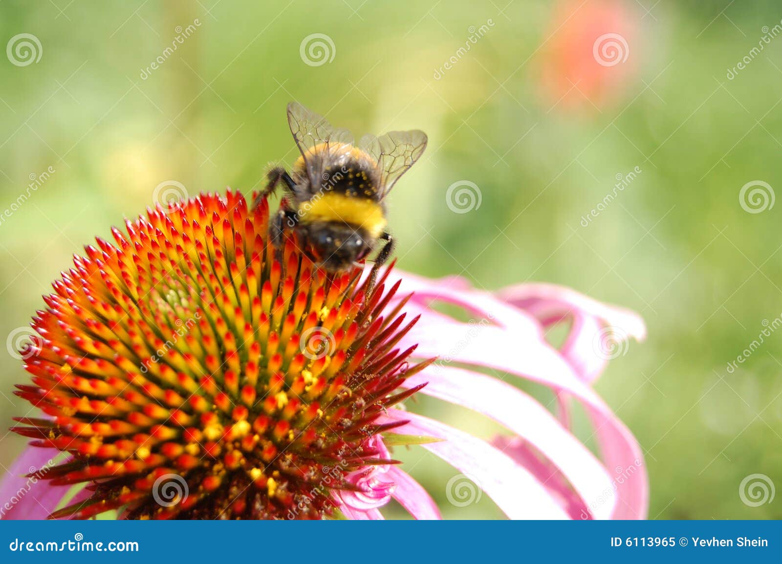 Hommel stock afbeelding. Image of bloemen, vegetatie, hommel - 6113965