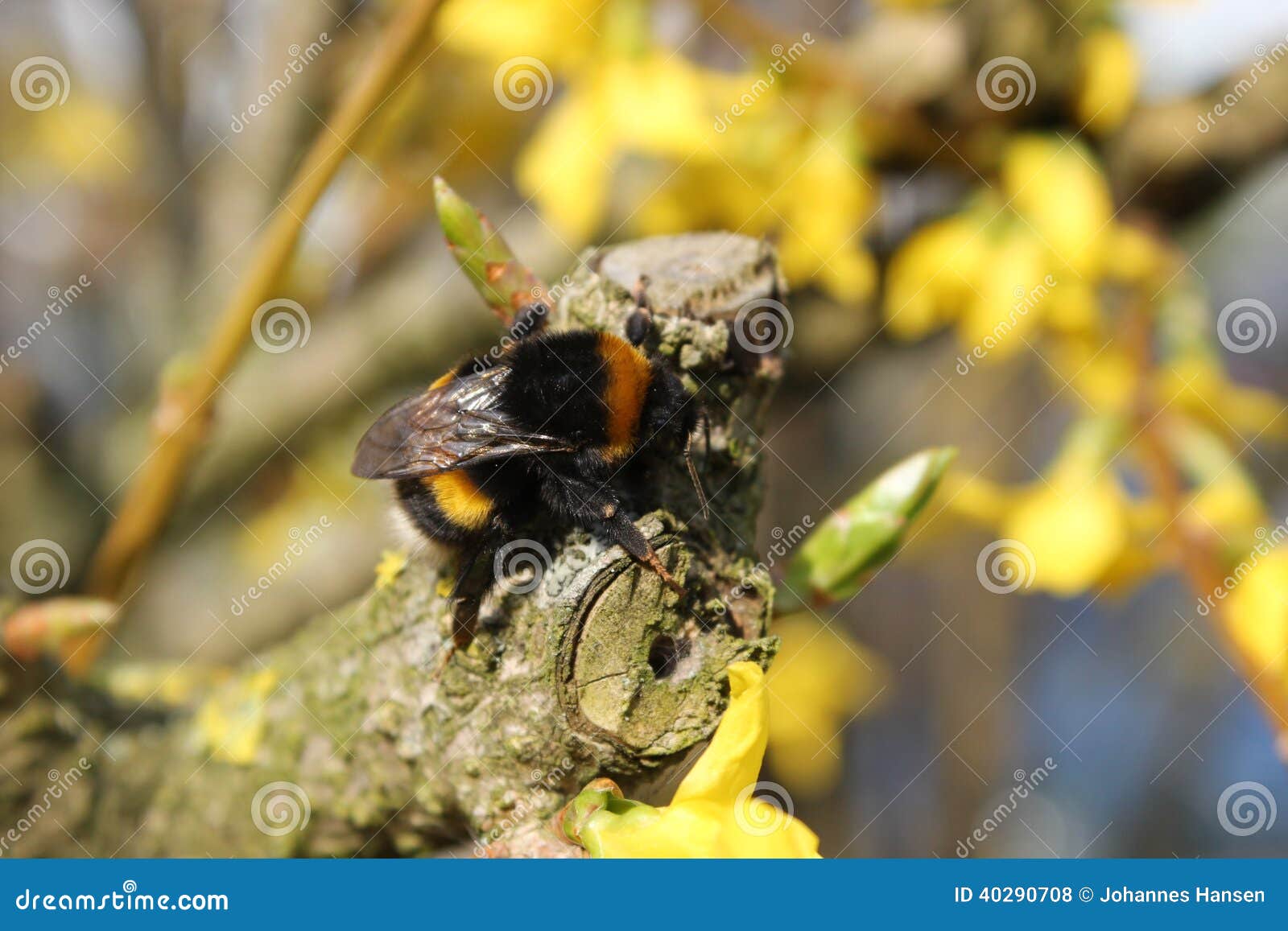 Hommel bij de Gele Bloei stock foto. Image of achtergronden - 40290708