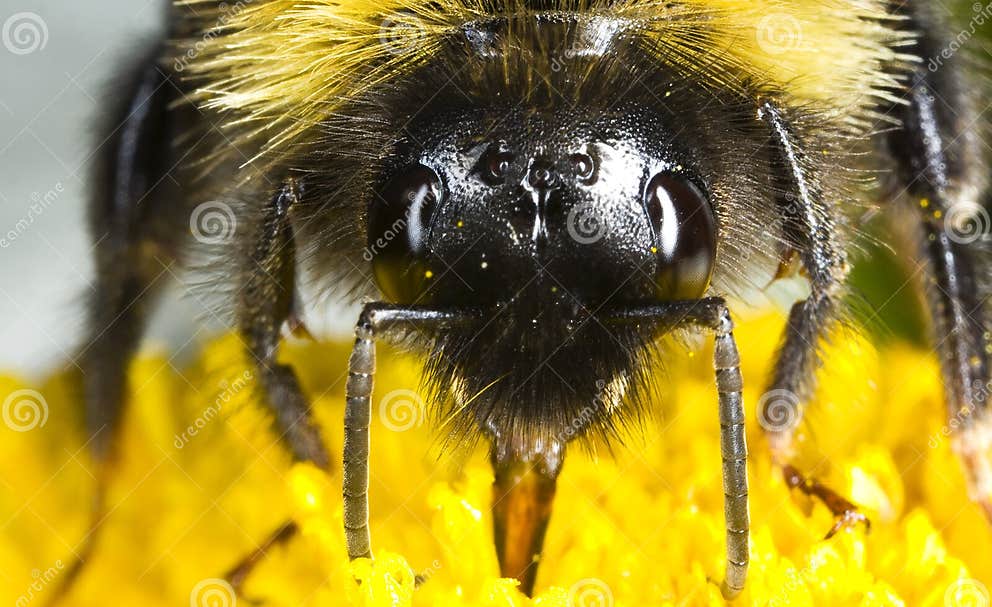 Hommel het eten stock foto. Image of geel, slurf, insect - 37363428