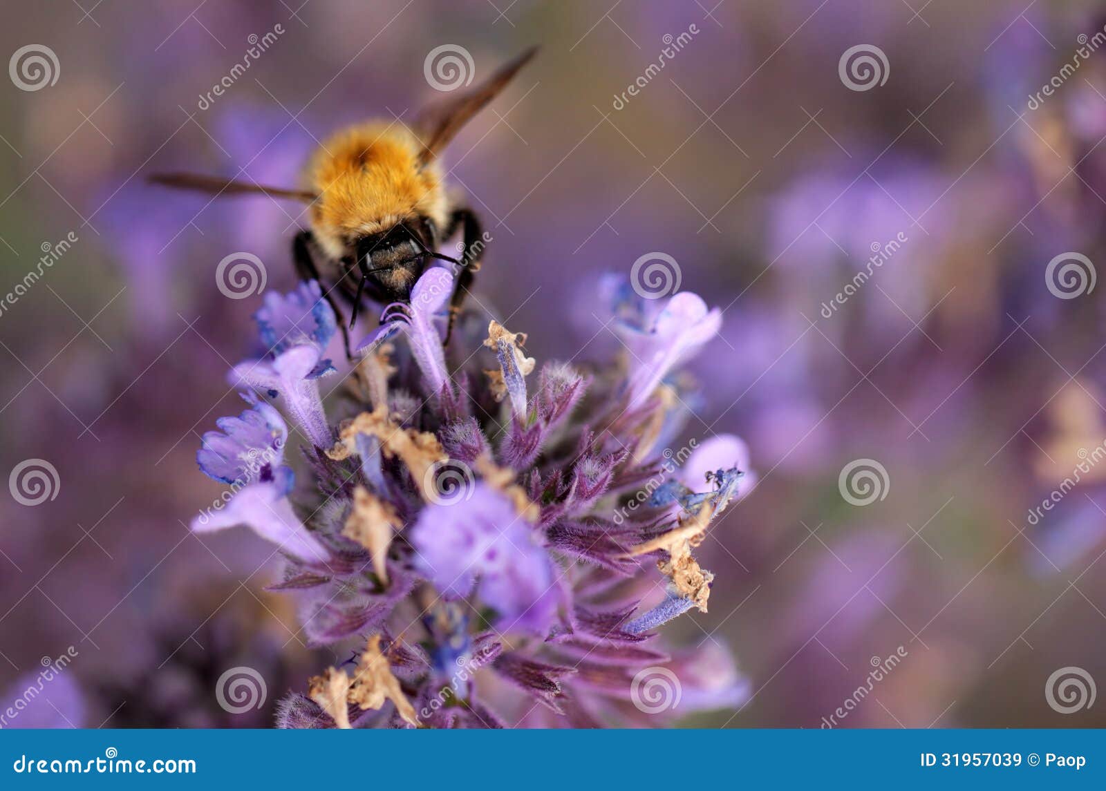 Hommel in lavendel stock afbeelding. Image of schoonheid - 31957039