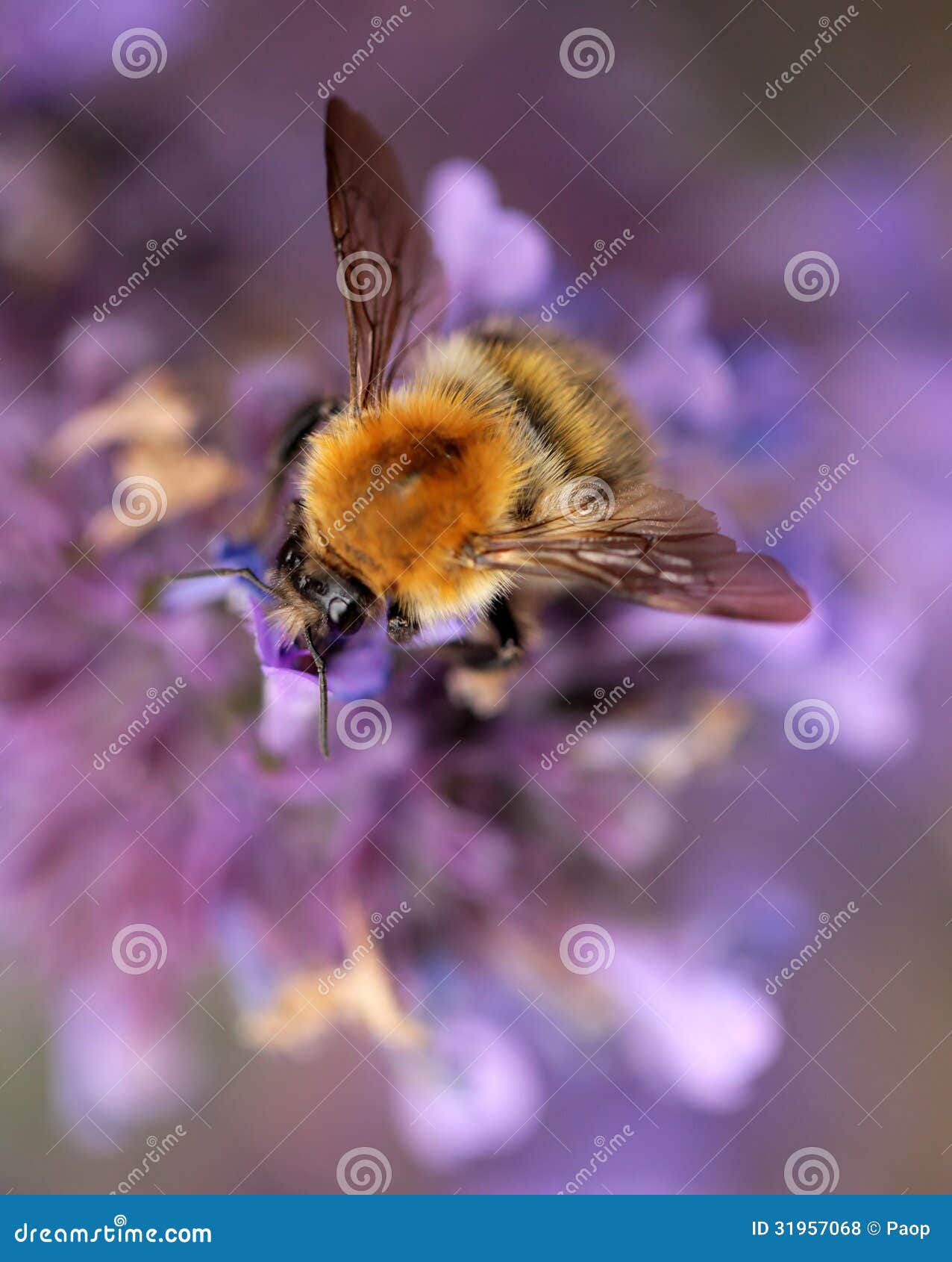 Hommel in lavendel stock foto. Image of actie, bloesem - 31957068