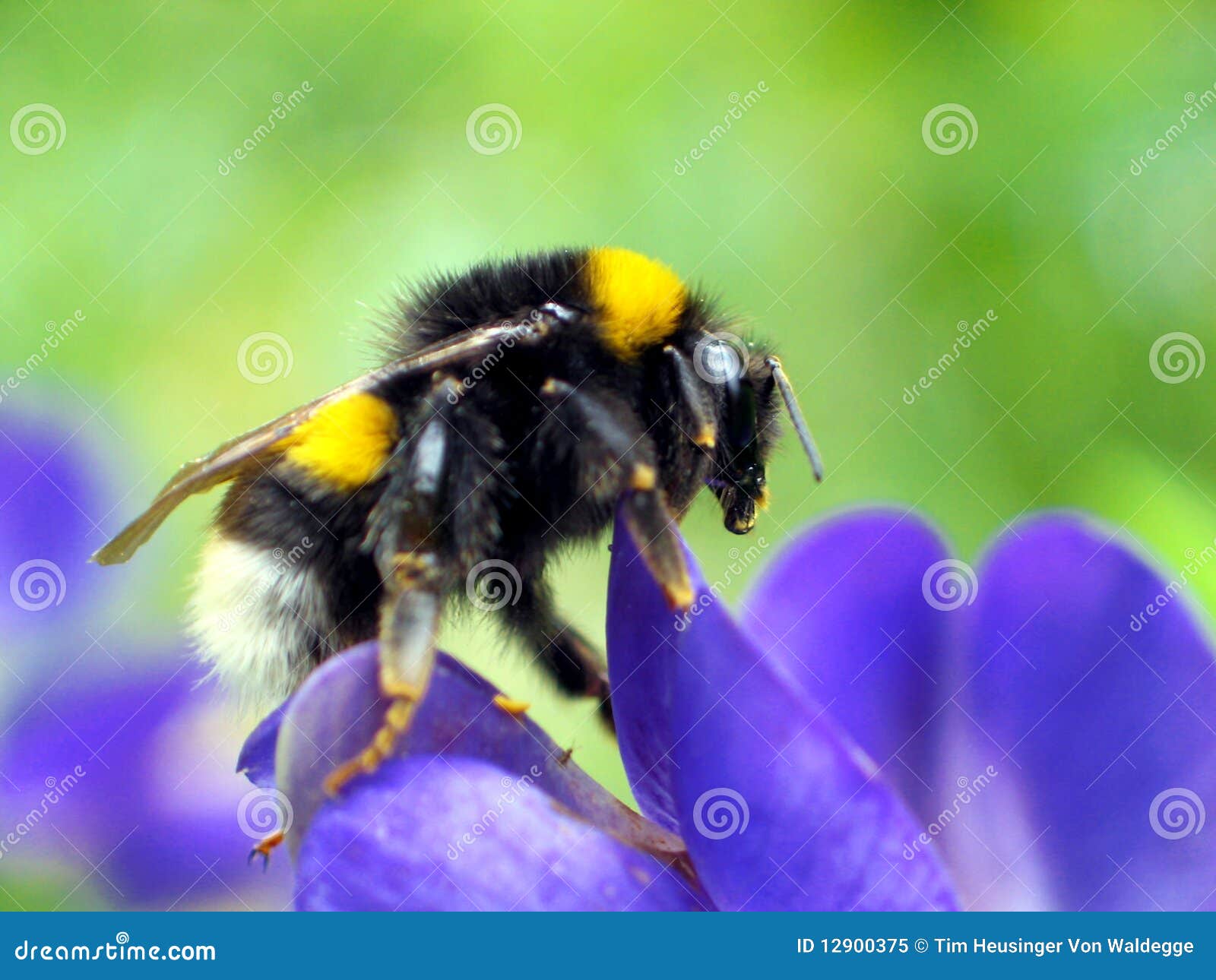 Hommel (terrestris Bombus) stock afbeelding. Image of gezoem - 12900375