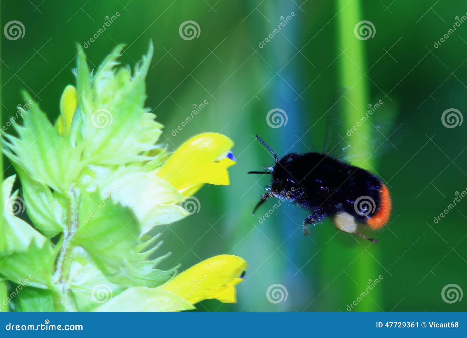 Hommel tijdens de vlucht stock afbeelding. Image of hommel - 47729361