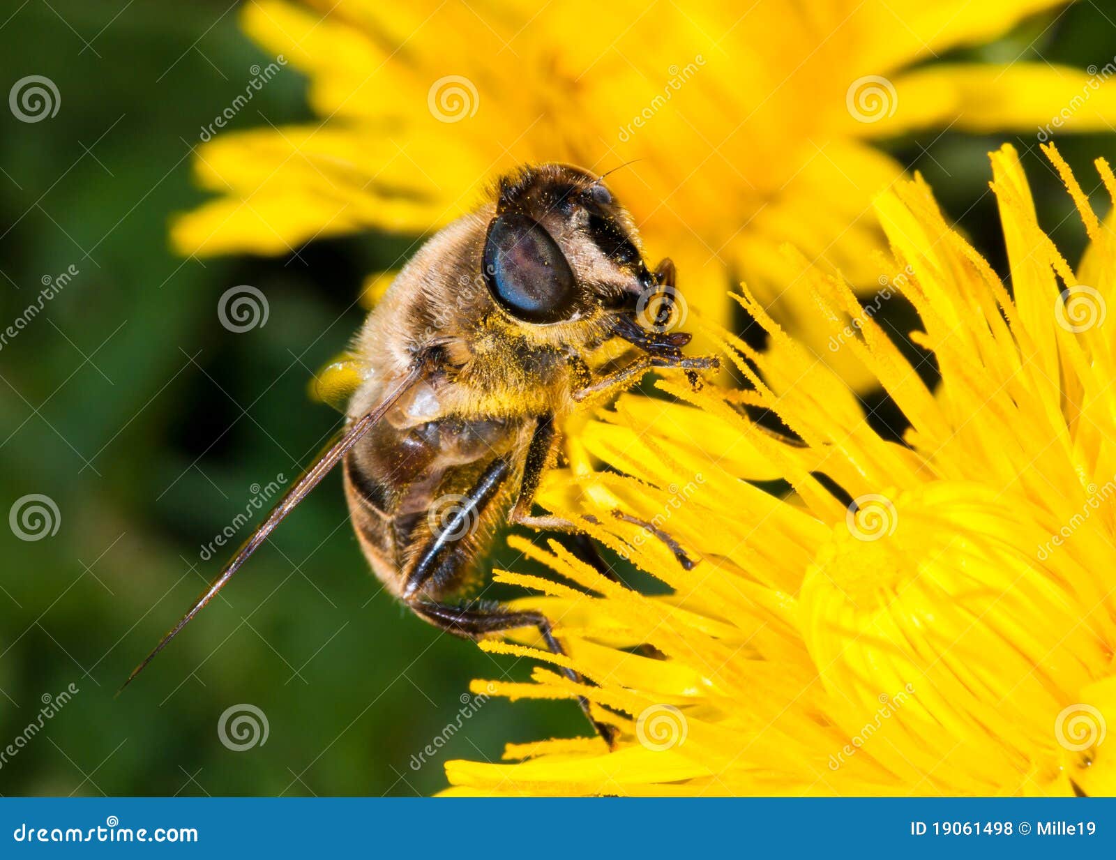 Hommel-vlieg (Eristalis Tenax) Stock Foto - Image of insect, macro ...