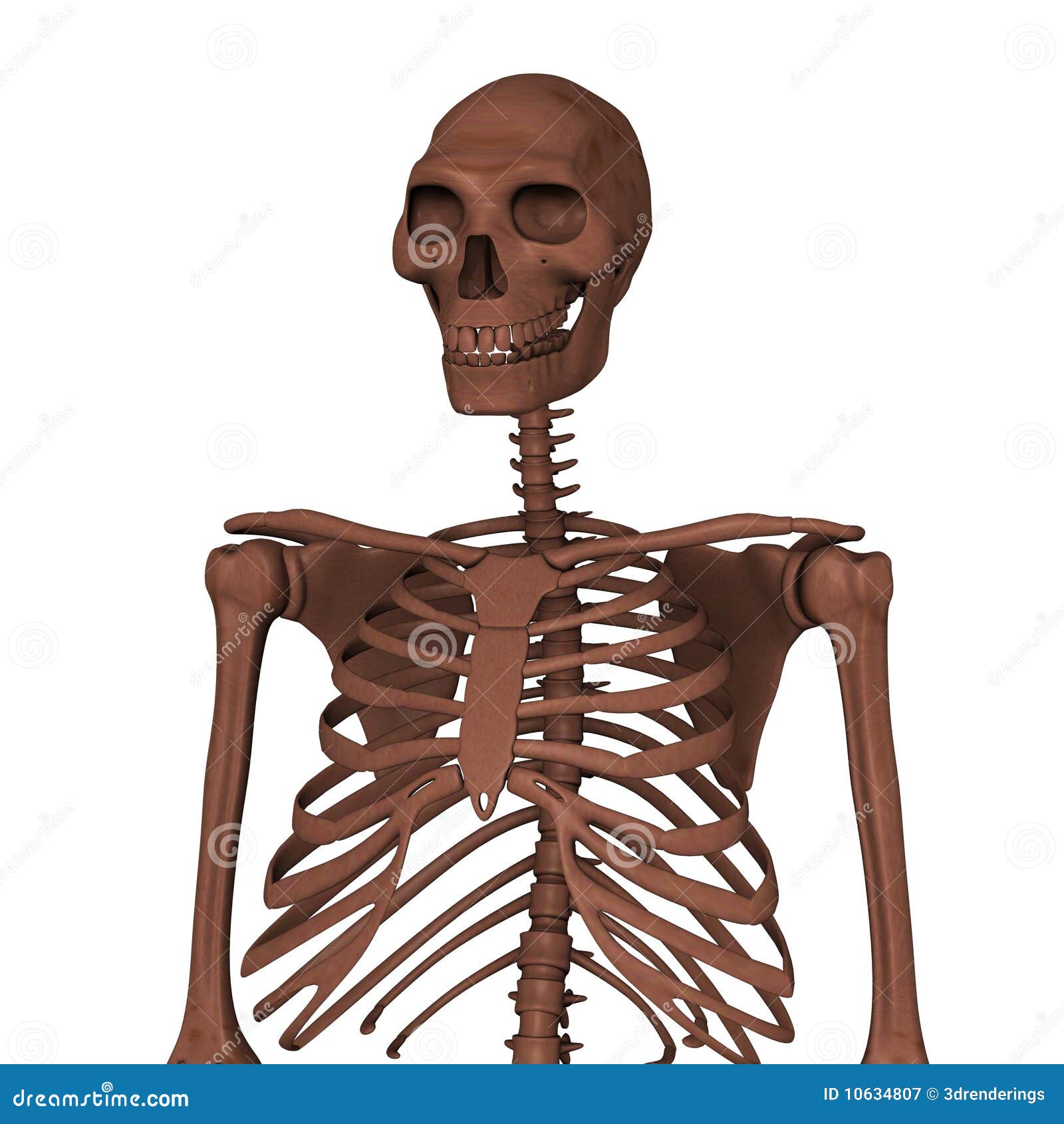Erectus stock illustration. Illustration of bone, anatomy - 10634807