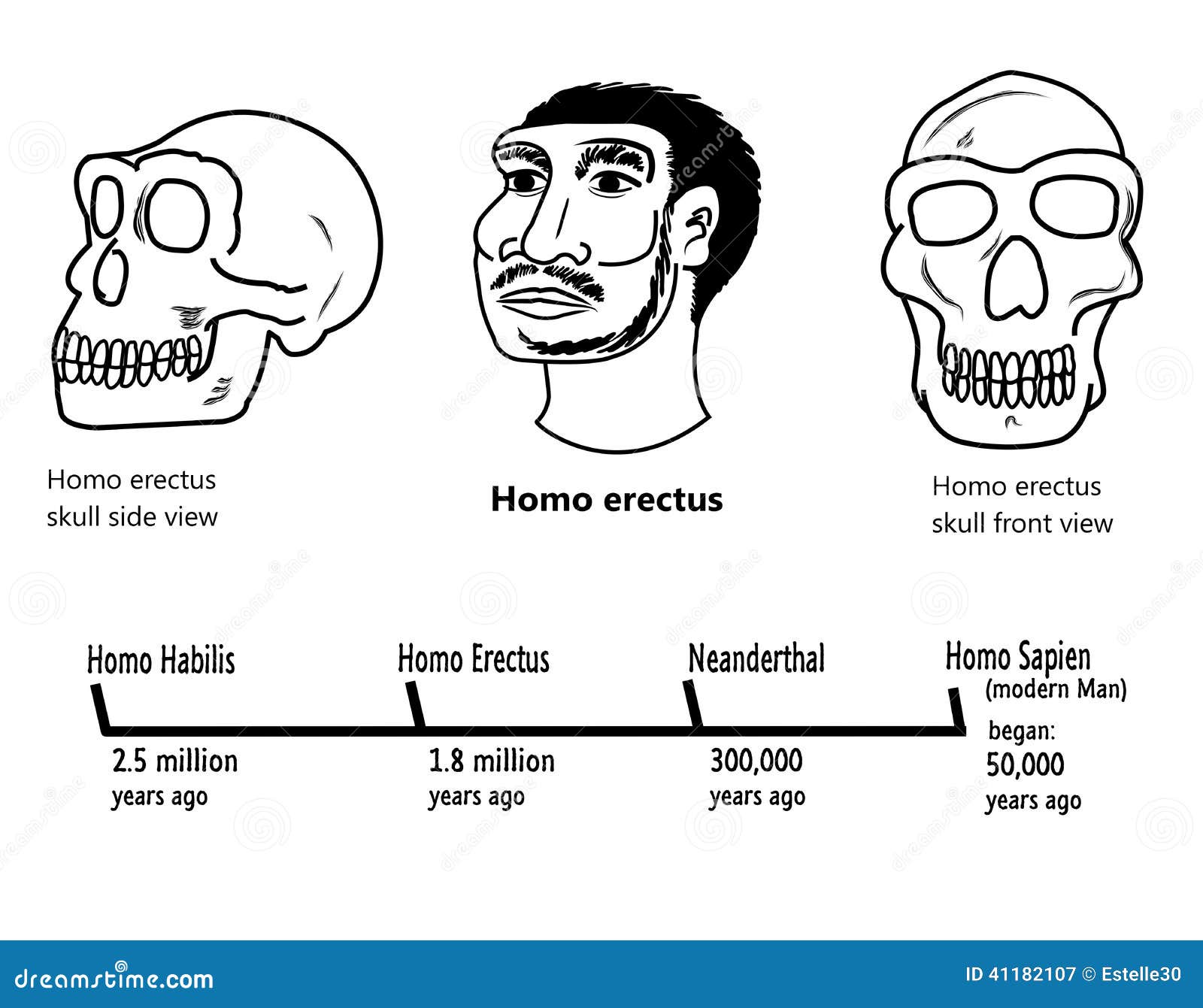 Erectus Face and Skull Illustrations Stock Illustration - Illustration ...