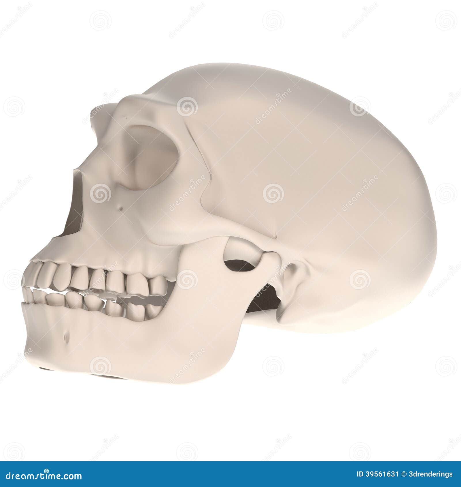 Erectus skull stock illustration. Illustration of erectus - 39561631