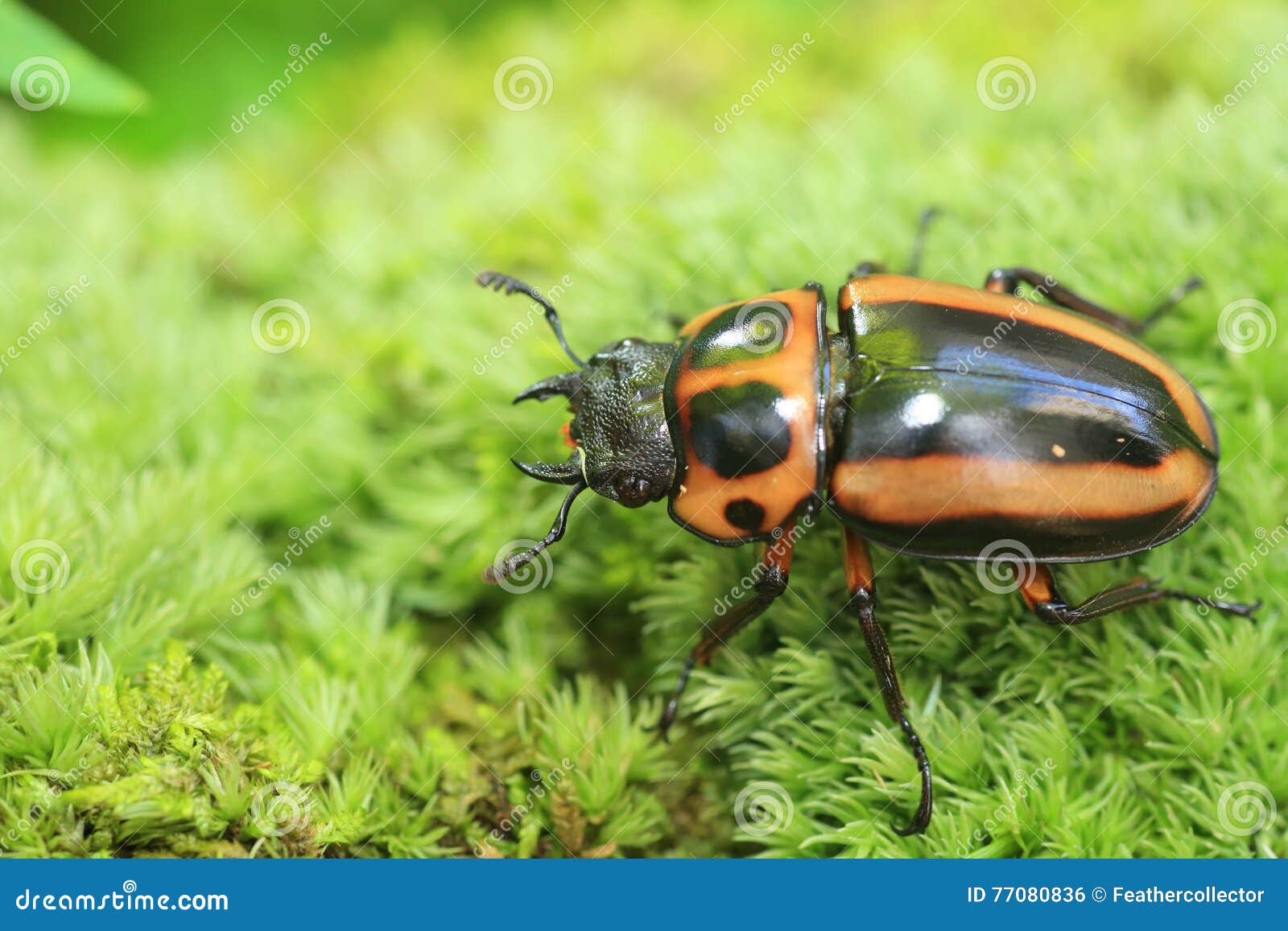 Homoderus Mellyi Stag Beetle Stock Photo - Image of forest, homoderus ...