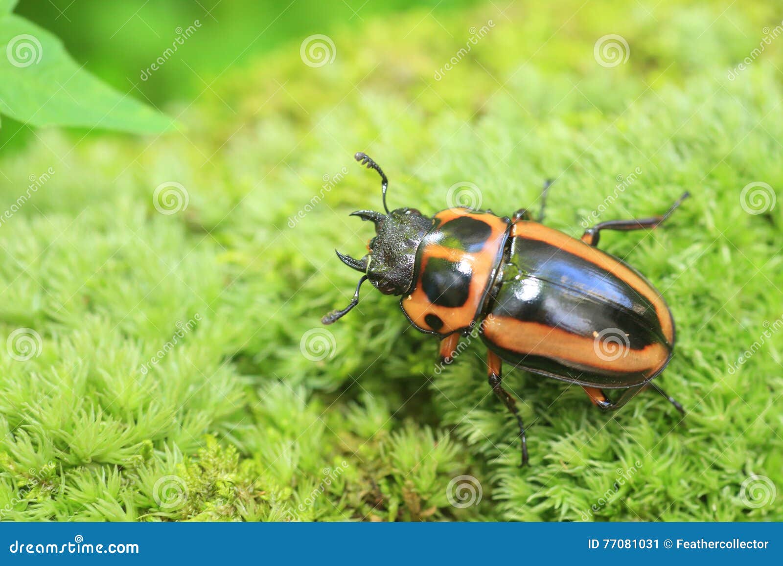 Homoderus Mellyi Stag Beetle Stock Image - Image of beetle, green: 77081031