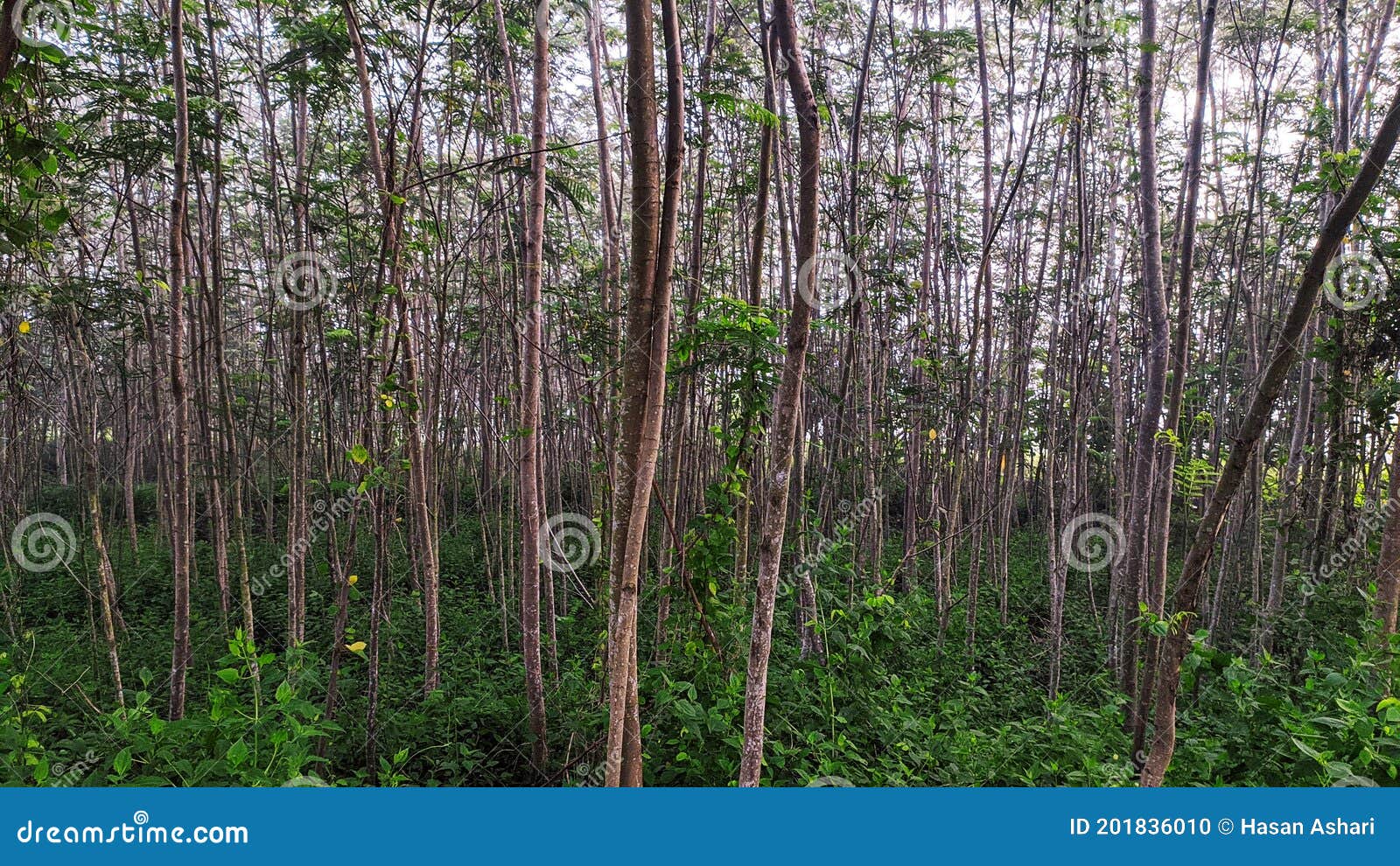 Sengon Forest. Albizia Chinensis Is A Species Of Legume In The Genus ...