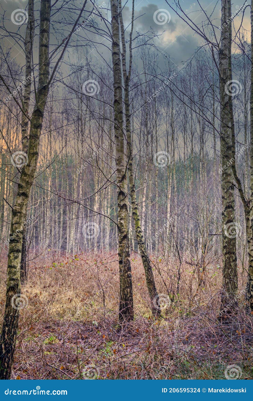 A Typical Forest in Central Poland. Stock Photo - Image of pine, nature ...