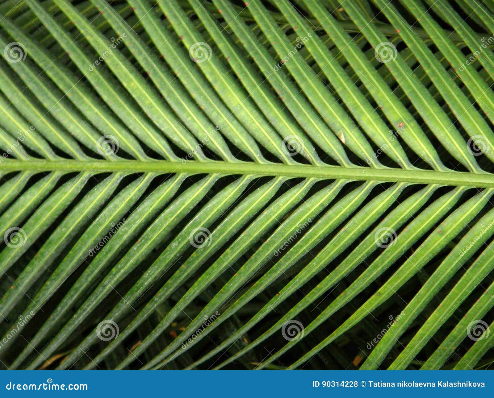 Homogeneous Texture of Living Plants. Stock Photo - Image of greenhouse ...