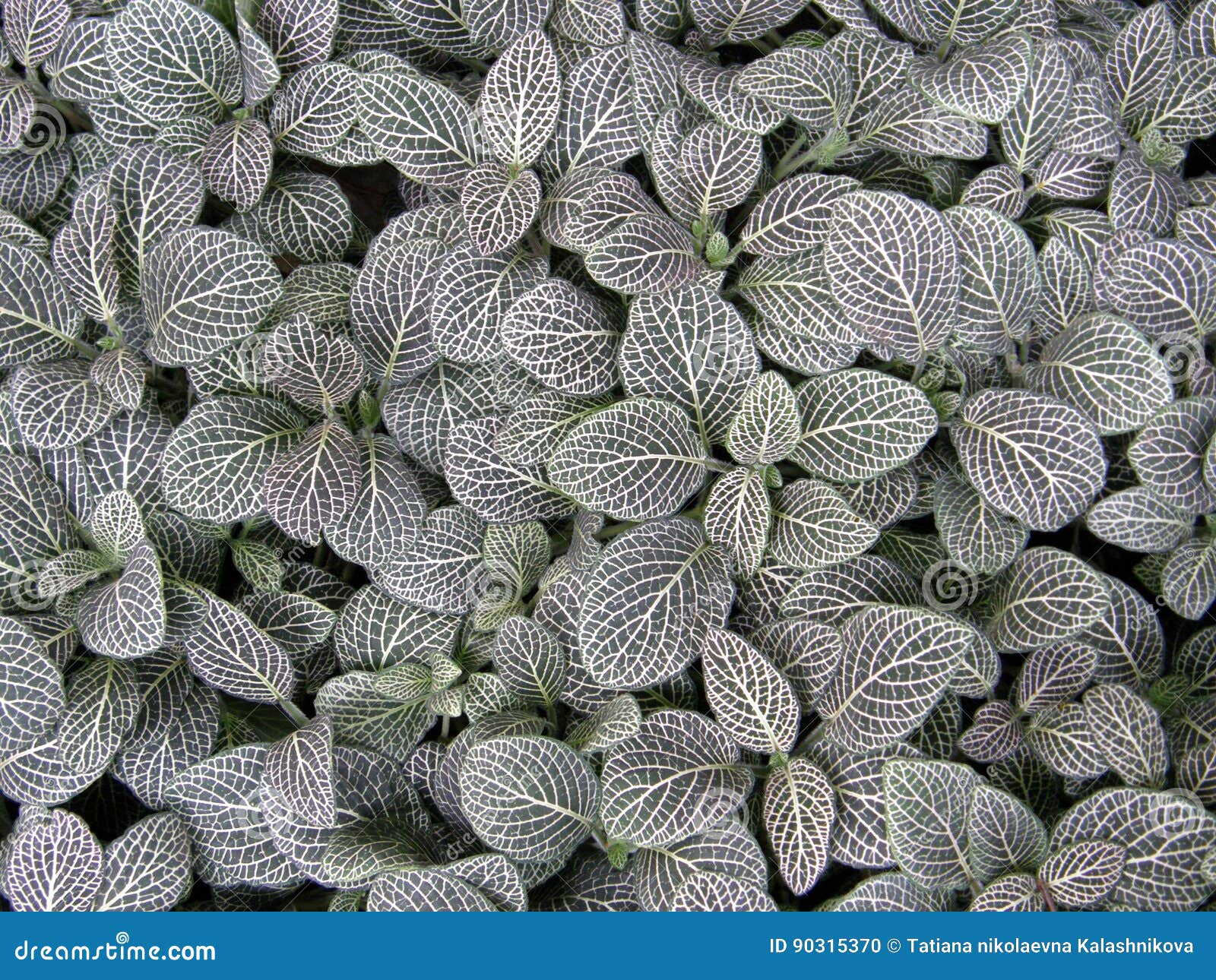 Homogeneous Texture of Living Plants. Stock Photo - Image of wallpaper ...