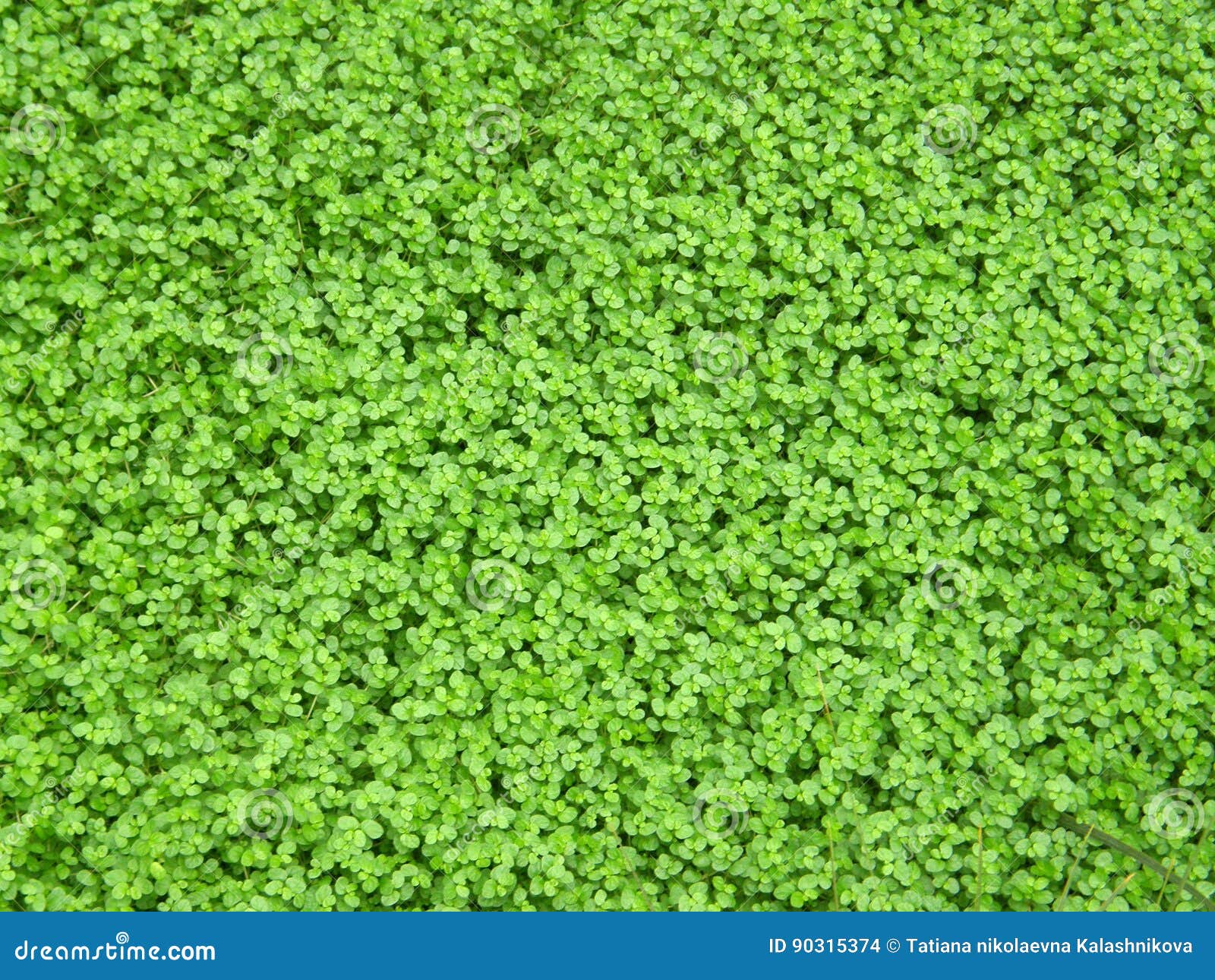 Homogeneous Texture of Living Plants. Stock Photo - Image of ornament ...