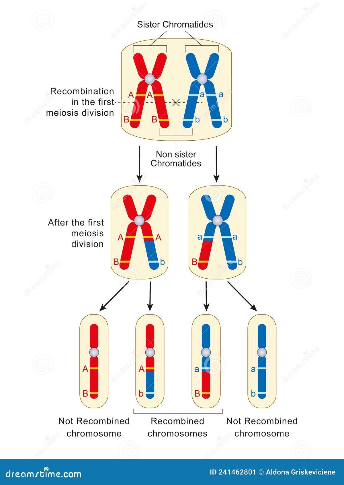 Homologe Chromosomen Chromosomen In Verschiedenen Gameten Nach Der