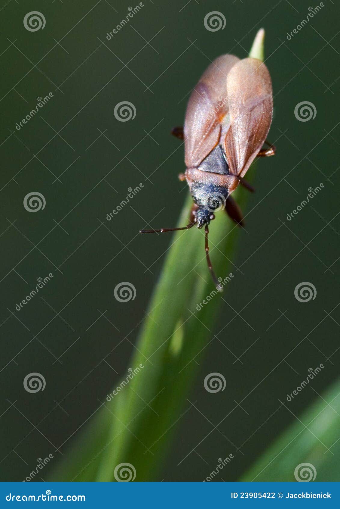 Homoptera stock photo. Image of outdoors, park, meadow - 23905422