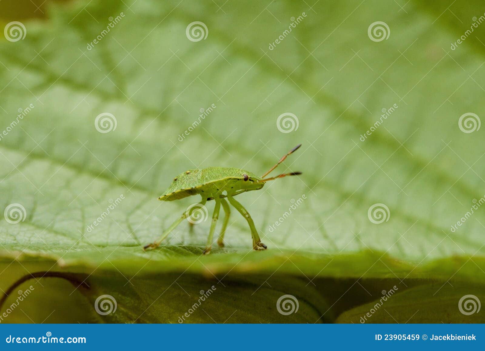 Homoptera stock image. Image of grass, nature, animal - 23905459