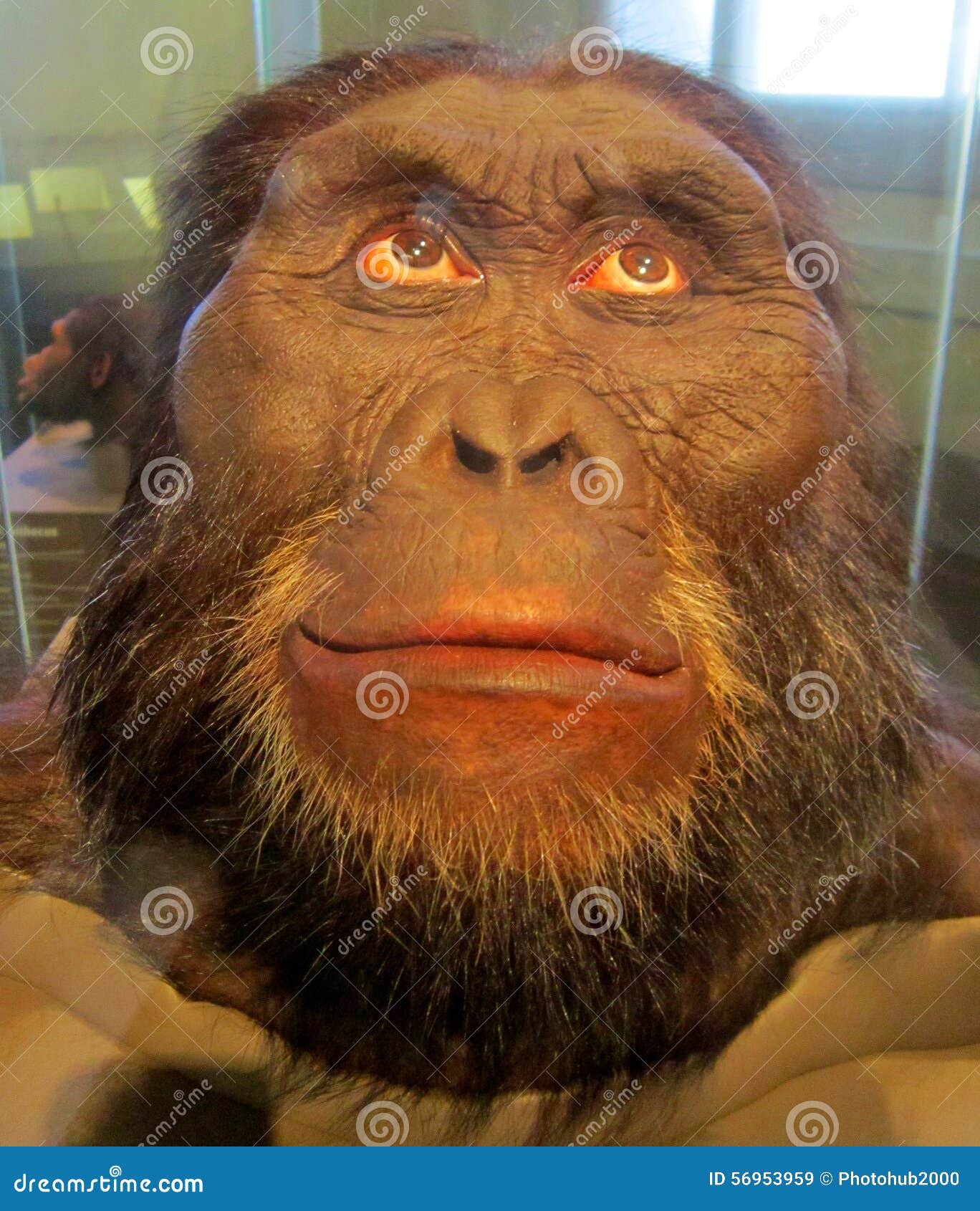 Homosapien imagen de archivo editorial. Imagen de darwin - 56953959