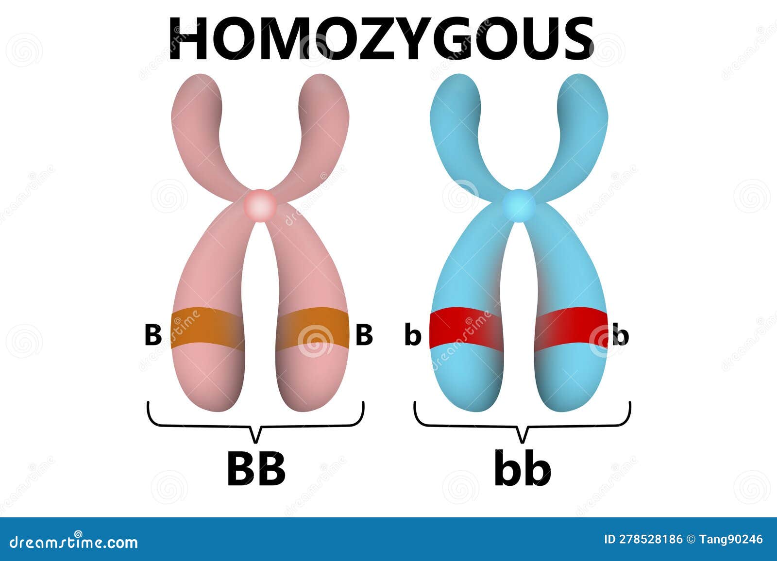 Homozygous Parent Gene in Chromosomes Stock Illustration - Illustration ...