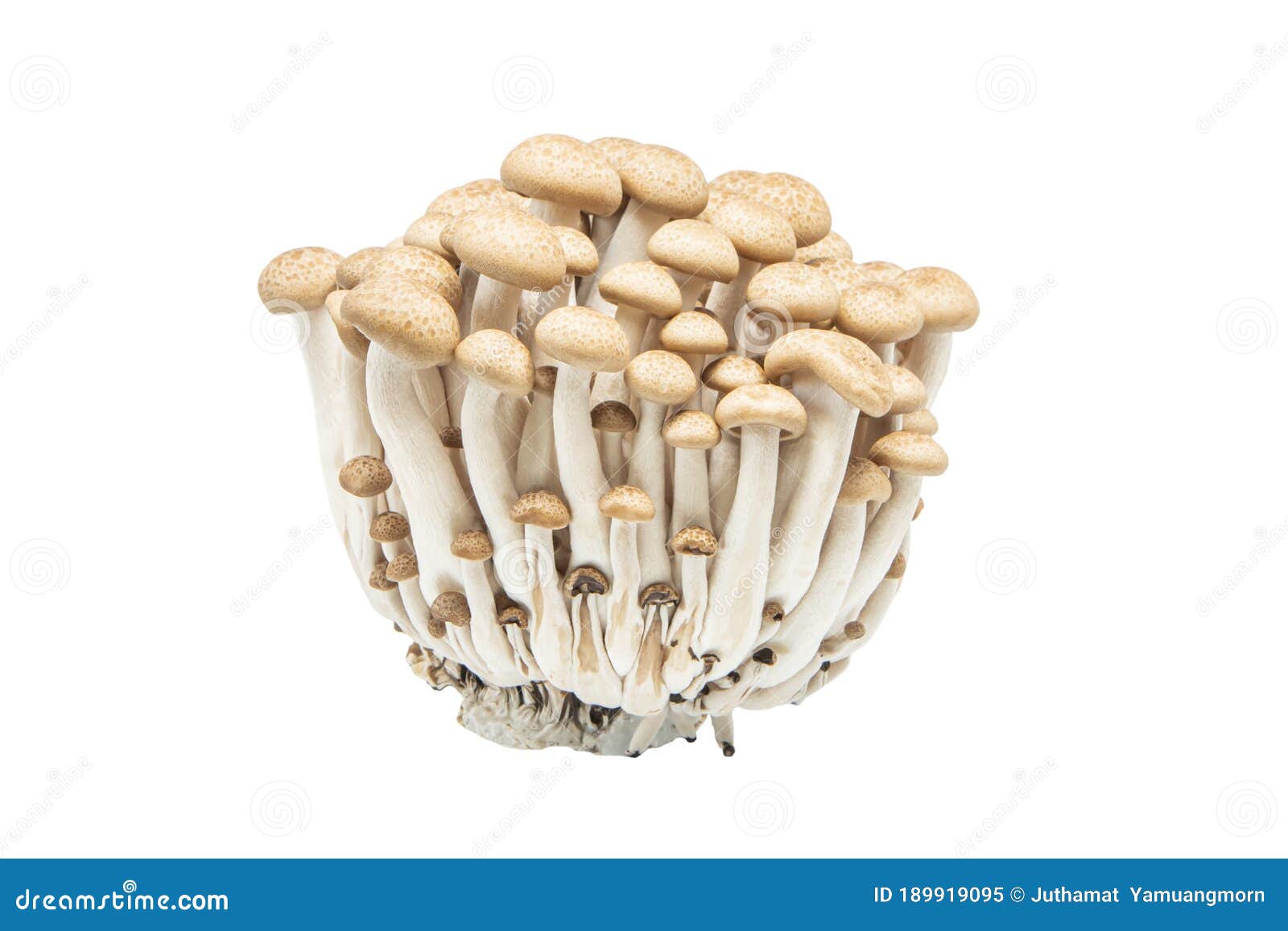 Hon-shimeji Or Buna Shimeji Mushroom Isolated White Background Royalty ...