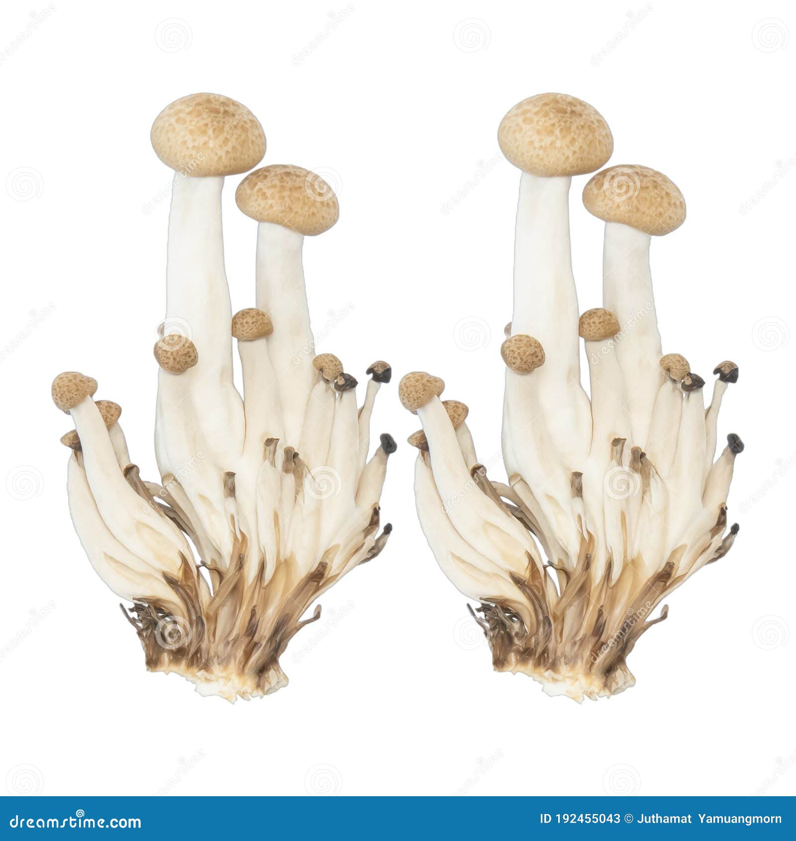 Hon-shimeji Or Buna Shimeji Mushroom Isolated White Background Royalty ...