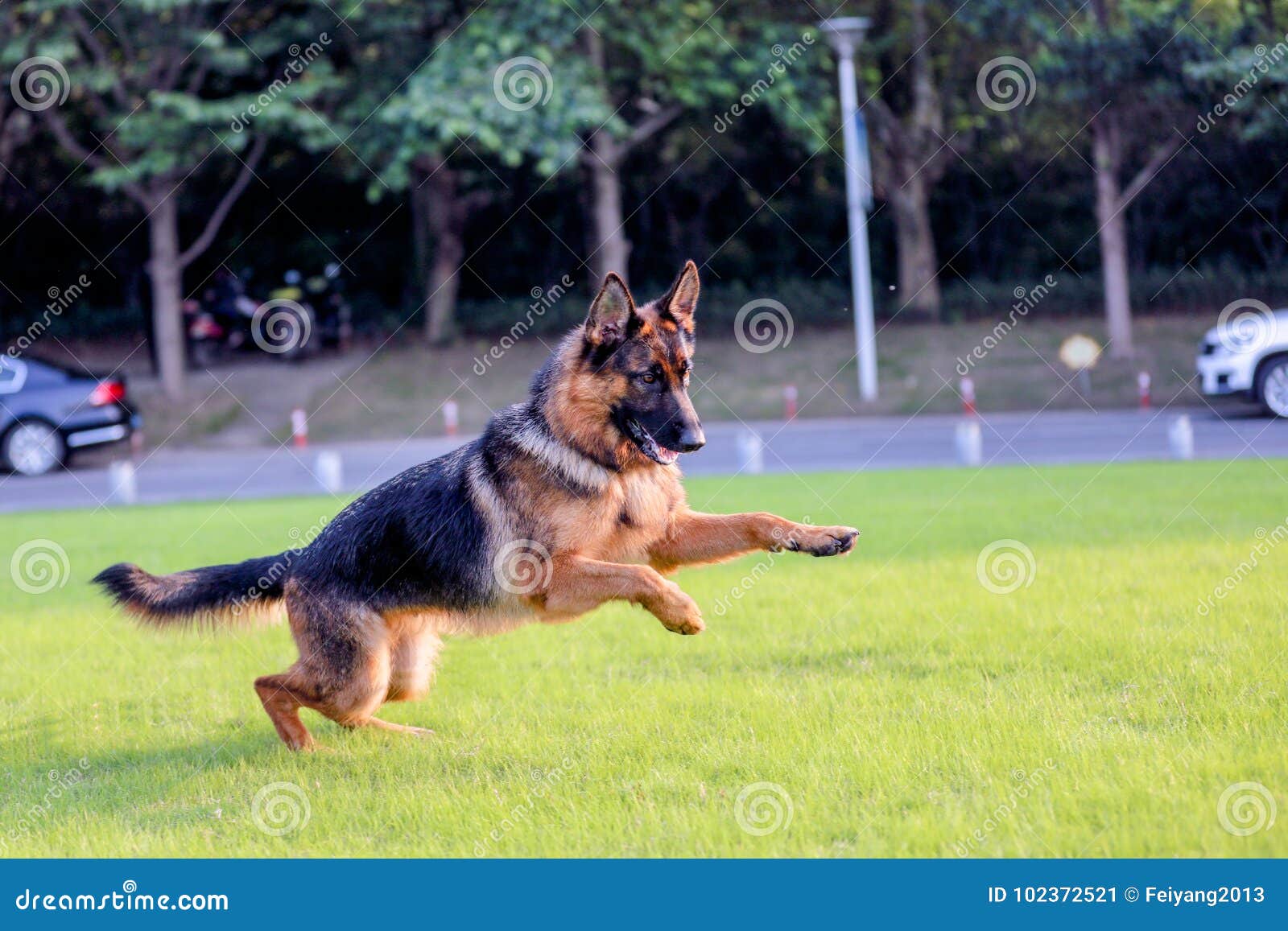 Hond stock afbeelding. Image of park, schapen, bont - 102372521