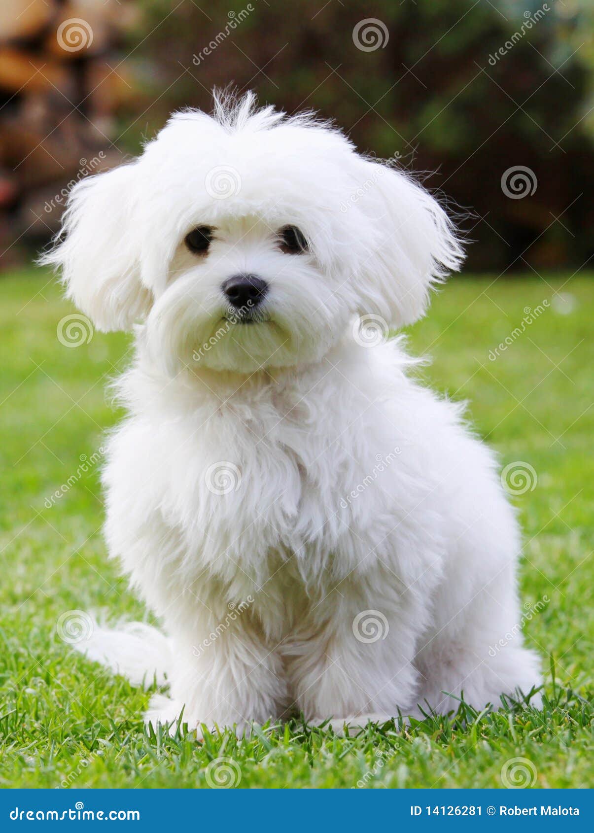 Hond stock afbeelding. Image of snuifje, kijk, dier, neus - 14126281