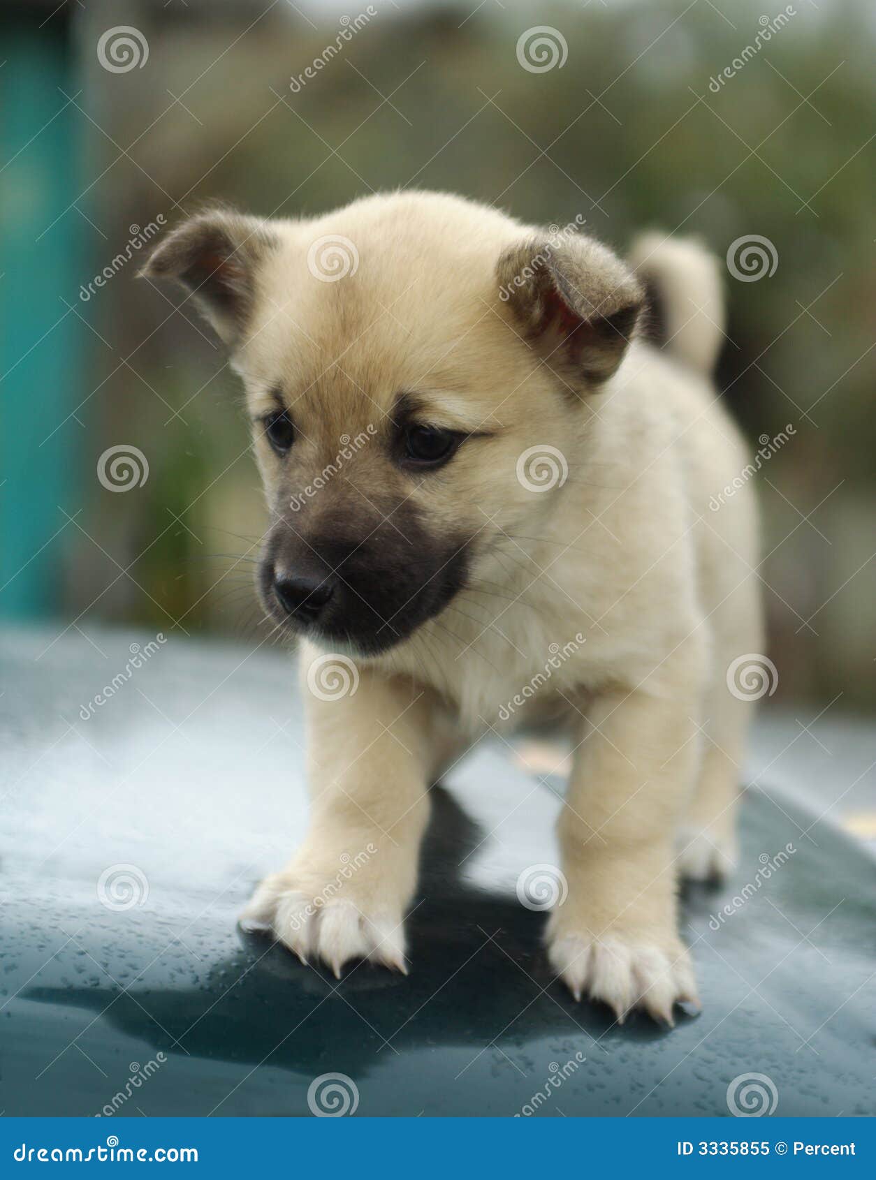 Hond 2 van het puppy stock afbeelding. Image of geïsoleerd - 3335855