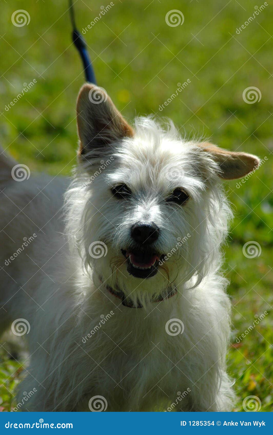Hond: Bastaard stock foto. Image of hoofd, dogma, voor - 1285354