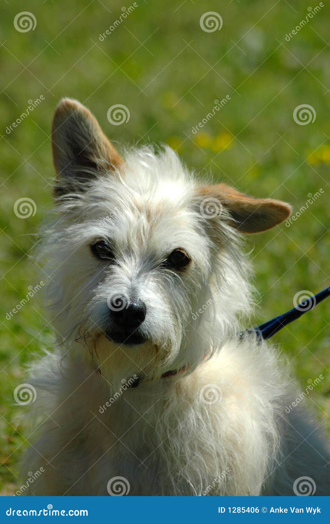 Hond: Bastaard stock foto. Image of verlaat, gezichten - 1285406