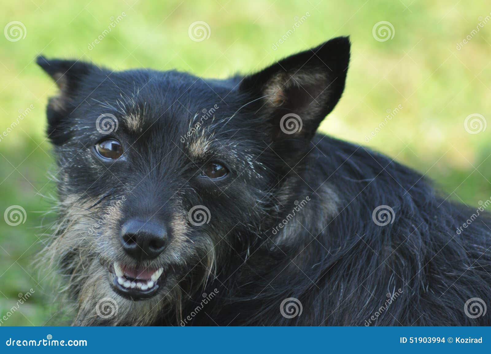 Hond, bastaard met tong stock foto. Image of dorstig - 51903994