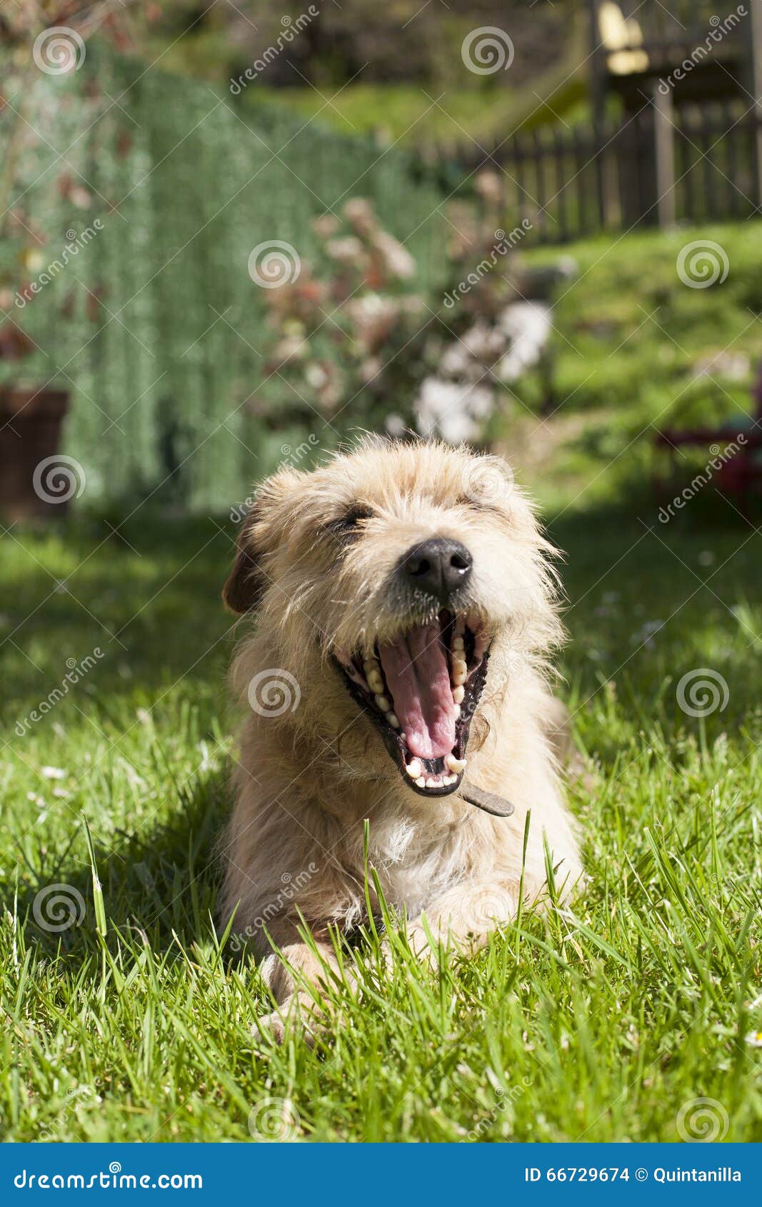 Hond bij gras de geeuw stock foto. Image of park, honds - 66729674