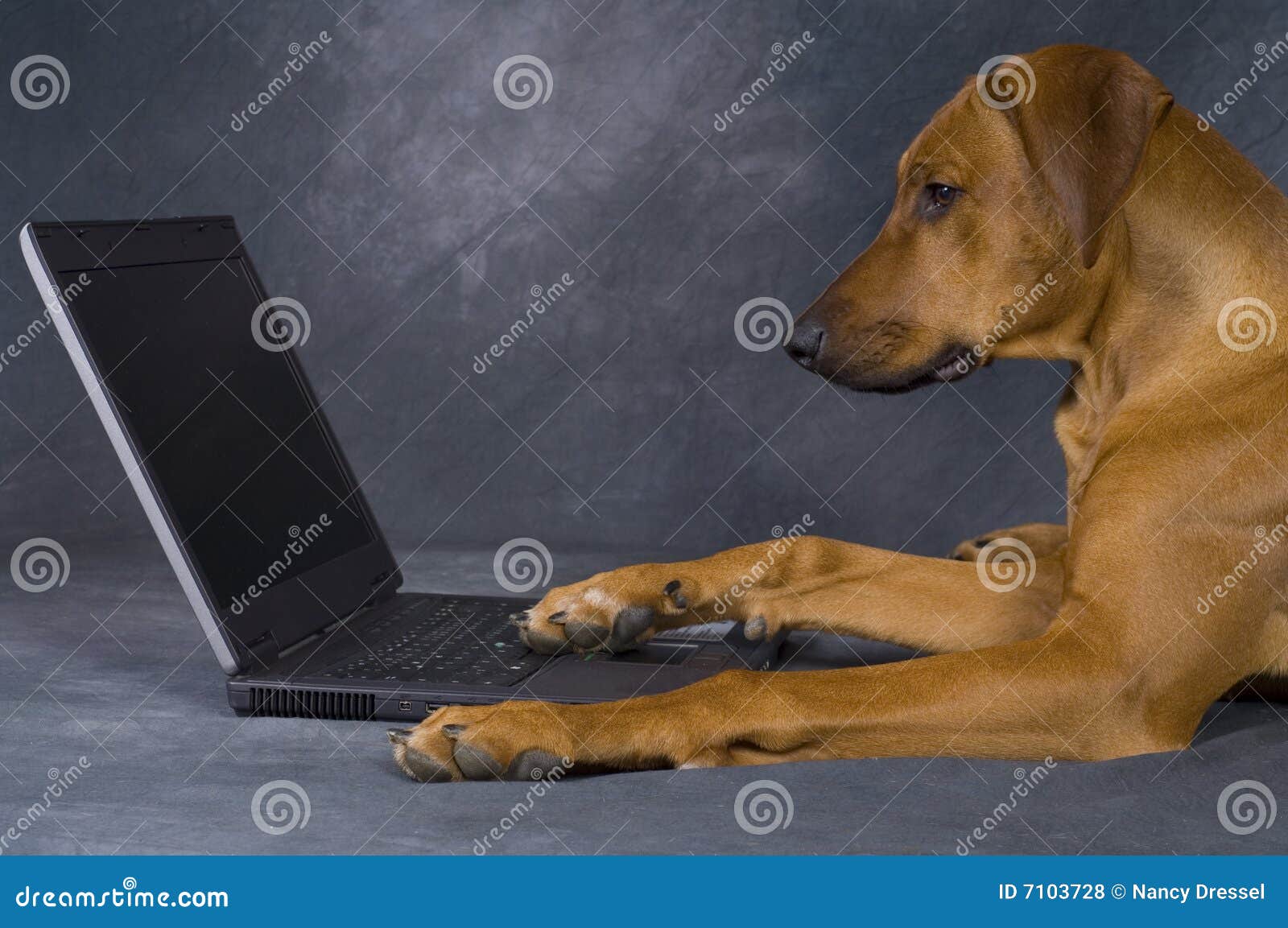 Hond Die Computer Met Behulp Van Stock Foto - Image of individueel ...