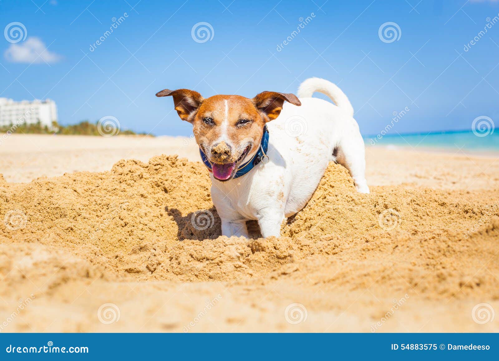 Hond die een gat graven stock afbeelding. Image of vakantie - 54883575