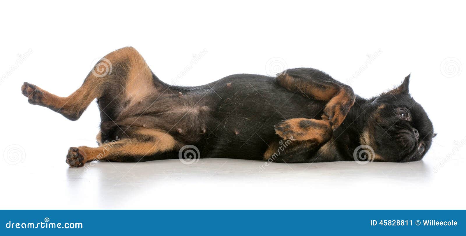 Hond die op rug leggen stock afbeelding. Image of truc - 45828811